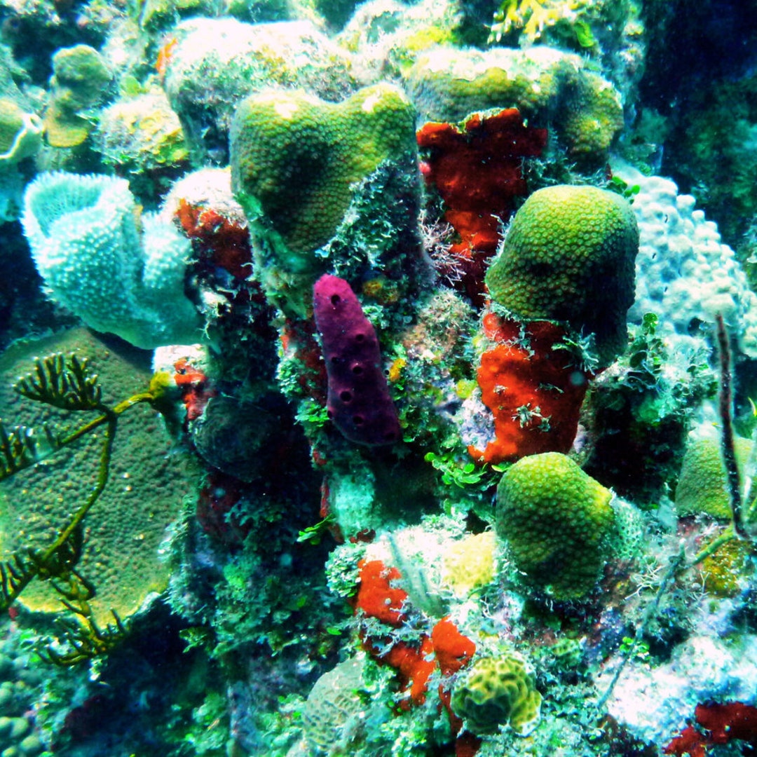Digital Download PNG File of Various Corals and Sponges, Coral PNG, Sea ...