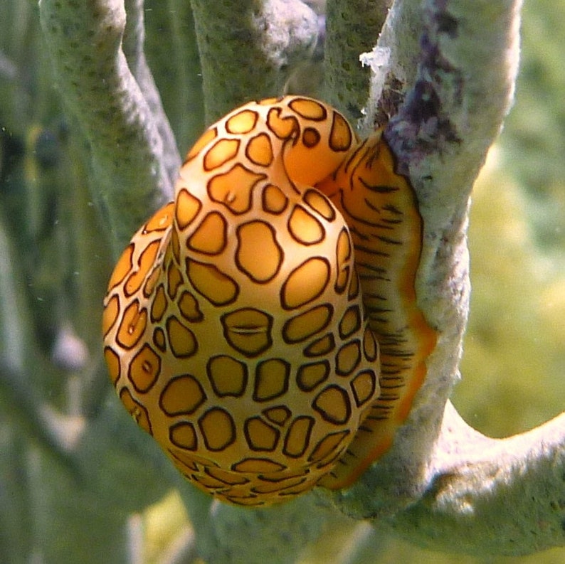 Digital Download PNG File of a Flamingo Tongue Snail, Scuba Diving PNG ...