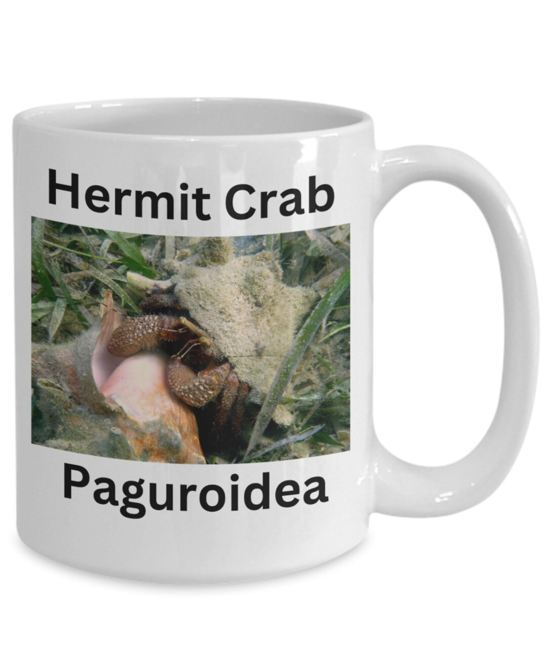 Hermit Crab Coffee Cup, Hermit Crab Gift, Hermit Crab Cup, Beach Life ...