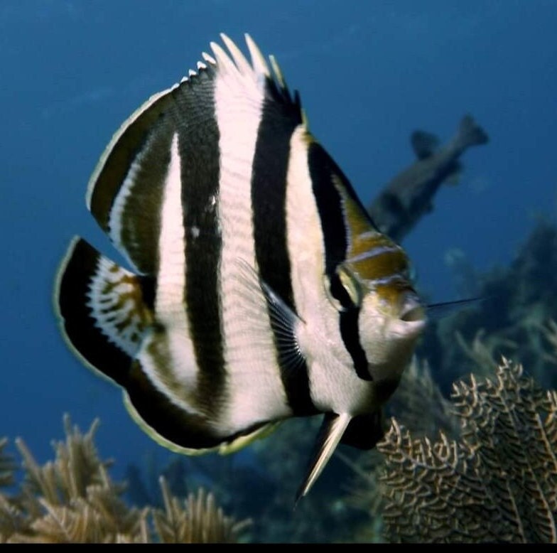 Ocean Poster, Banded Butterfly Fish, Wildlife Photography, Scuba Diving ...