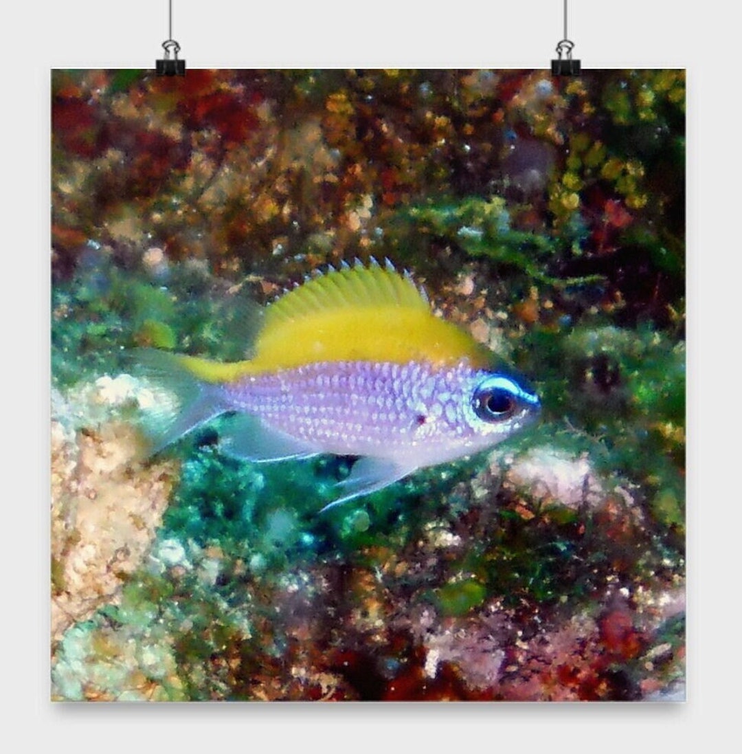 Wildlife Photography, Chromis Fish, Underwater Art, Blue and Yellow ...