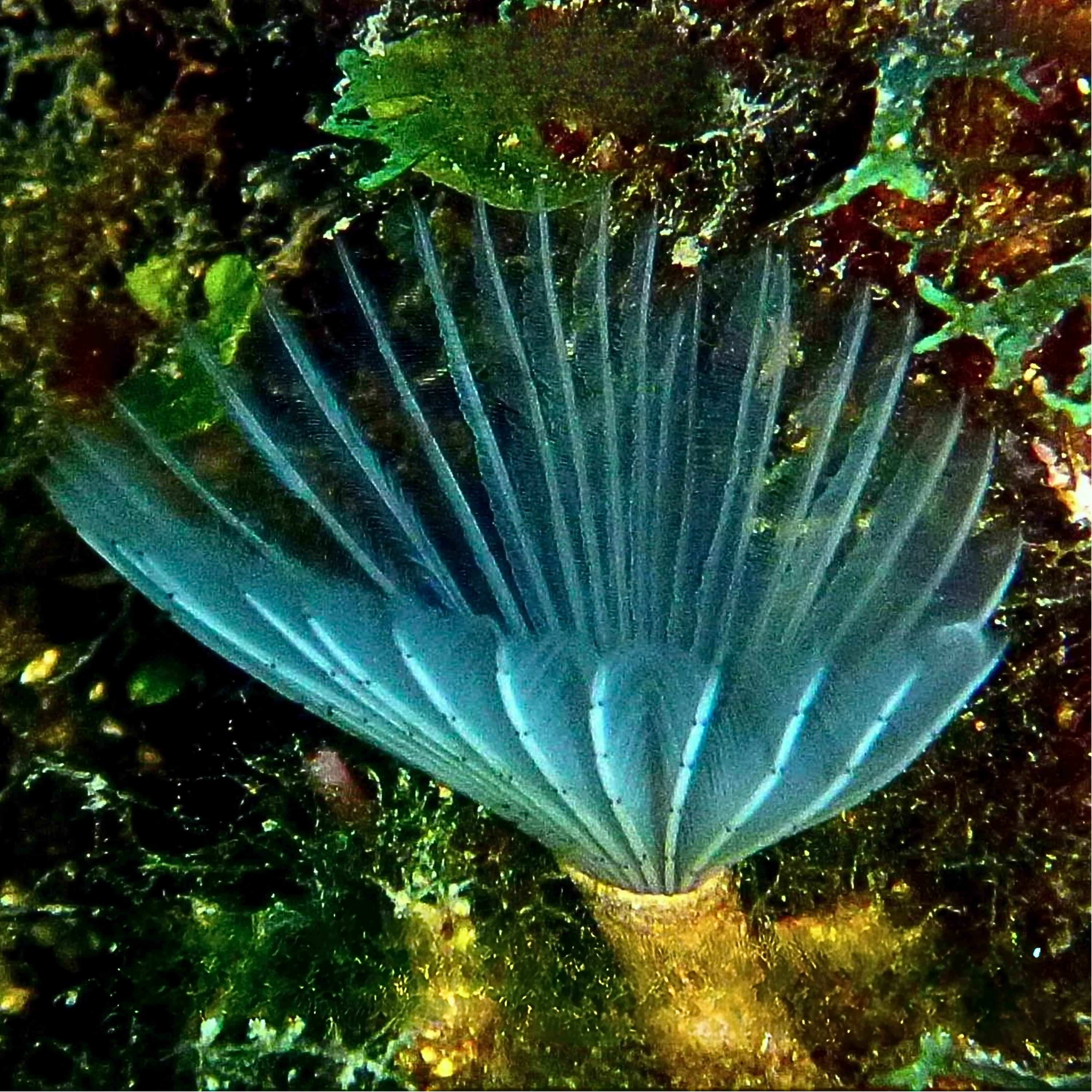 Feather Duster Worm, Digital Download PNG File, Blue Fan Worm, Sea ...