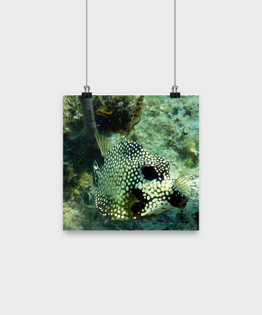 Wildlife Photography, Smooth Trunkfish, Ocean Picture, Lactophys ...
