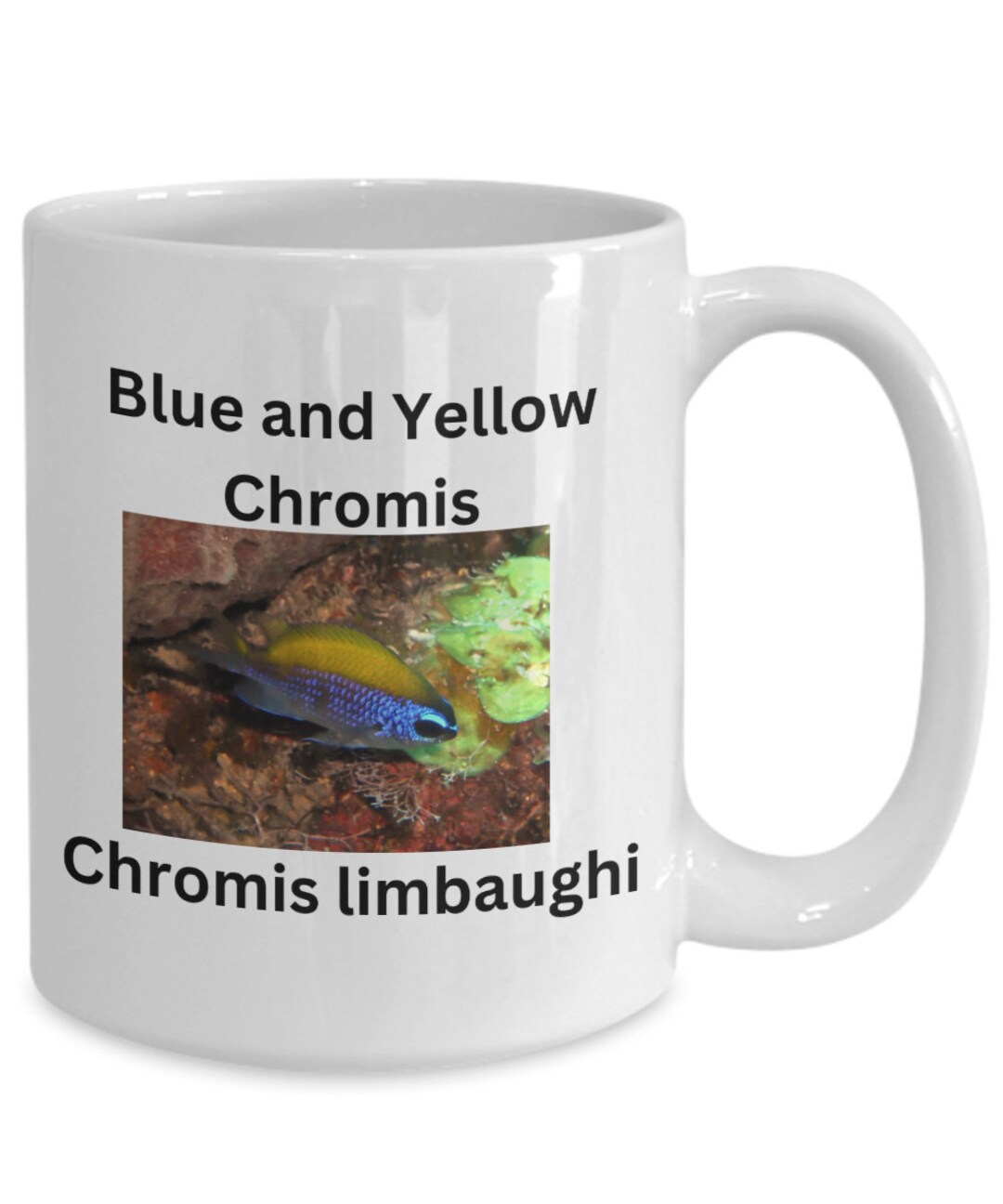 Chromis Fish, Green Chromis Fish, Small Blue and Yellow Saltwater Fish ...