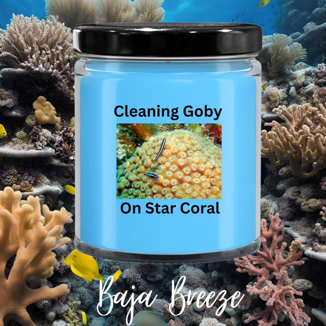 Marine Biology, Cleaning Goby, Scented Candle, Great Star Coral ...