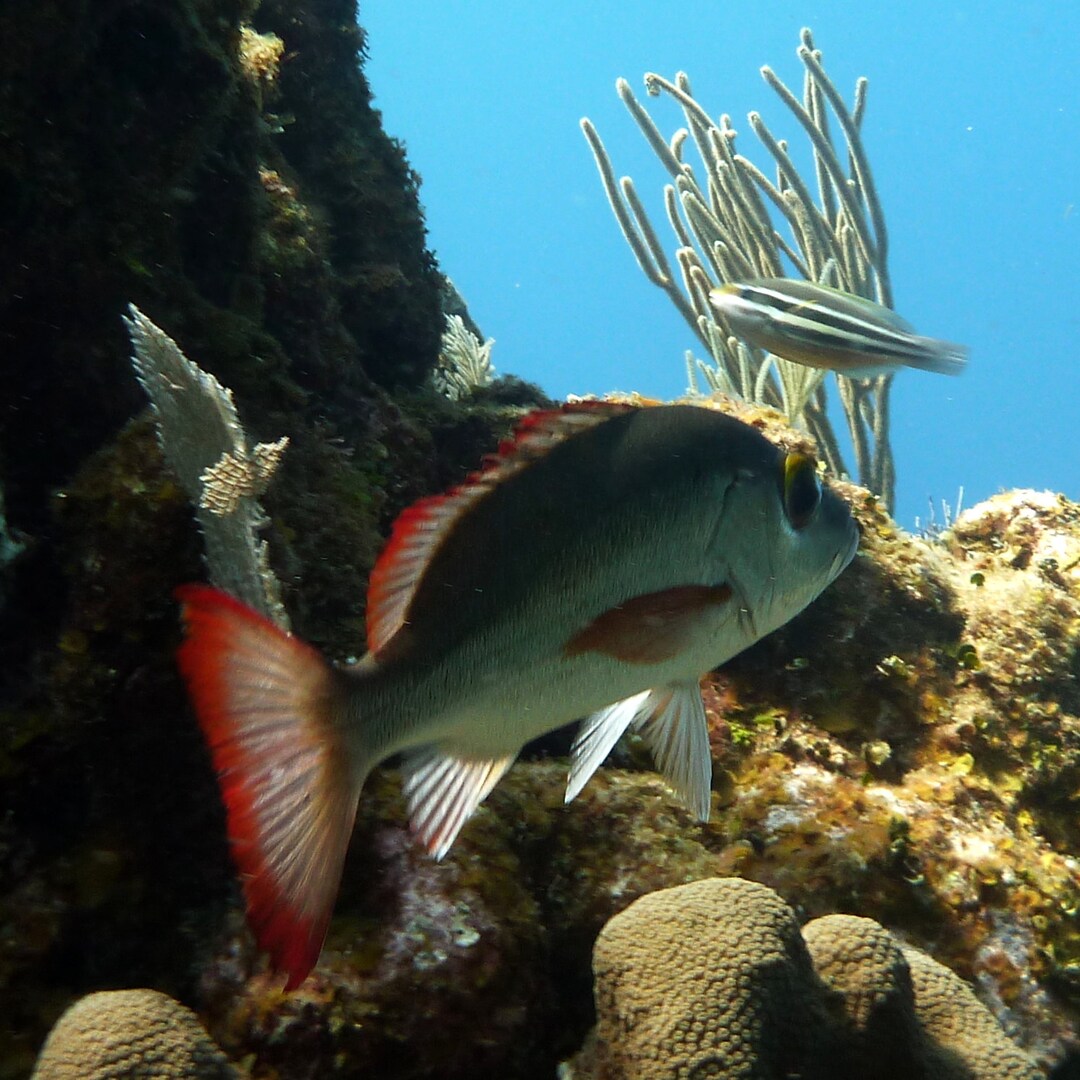 Digital PNG of Coral Reef With Mutton Snapper, Wildlife Photography ...