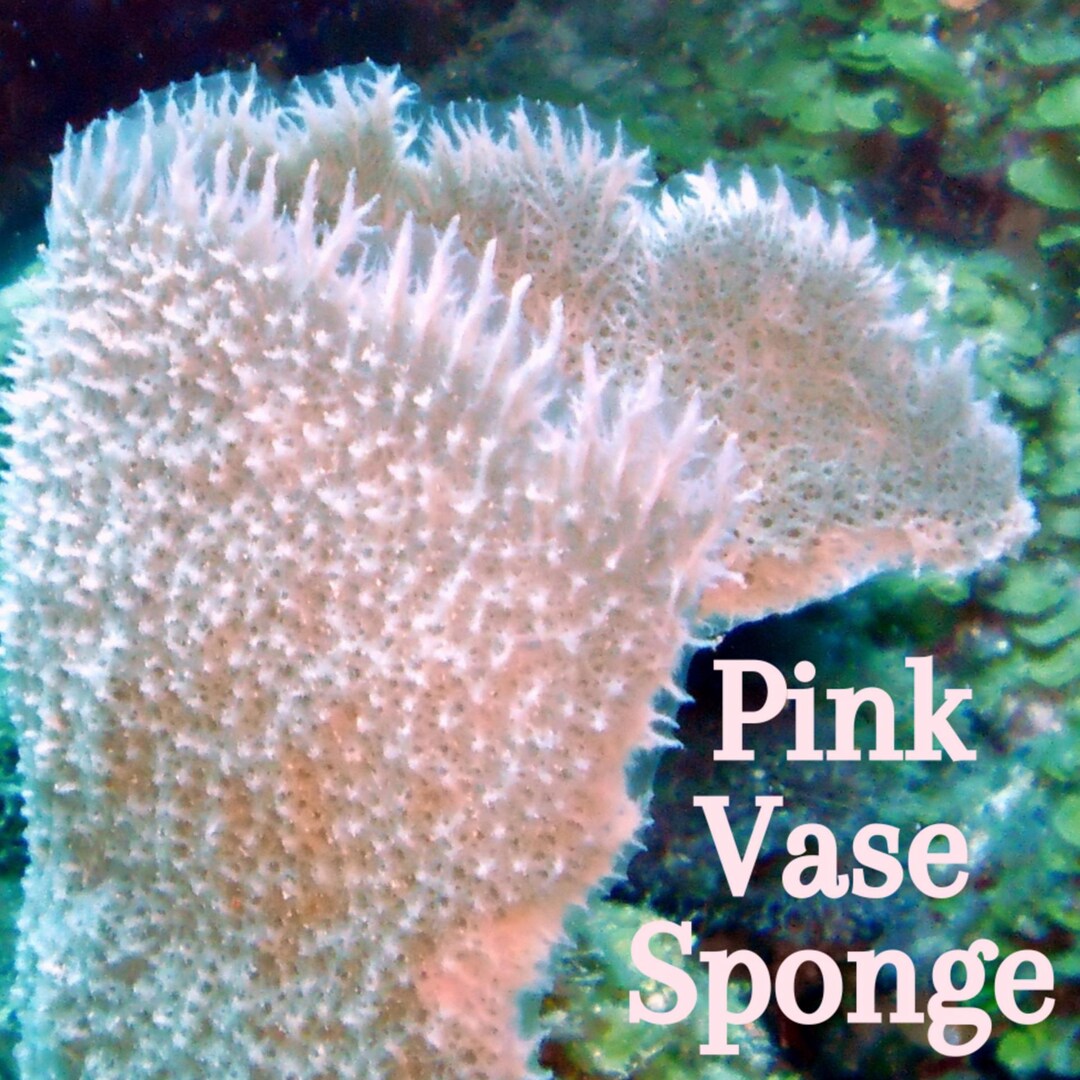 Sea Creatures PNG, Wildlife Photography, Ocean PNG, Scuba Diving PNG ...