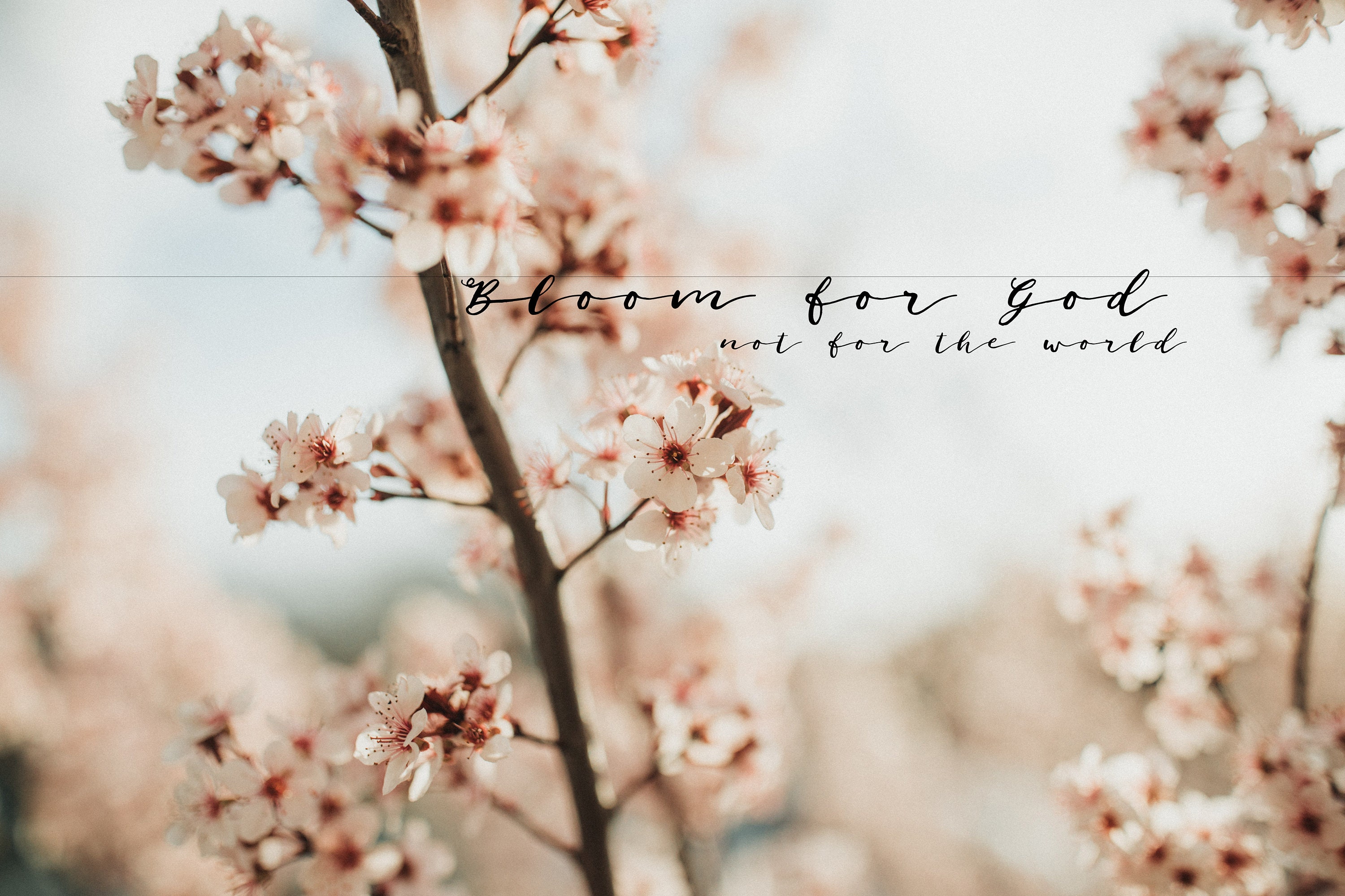 Cherry Blossom // Bloom for God, Not for the World // Digital Print ...