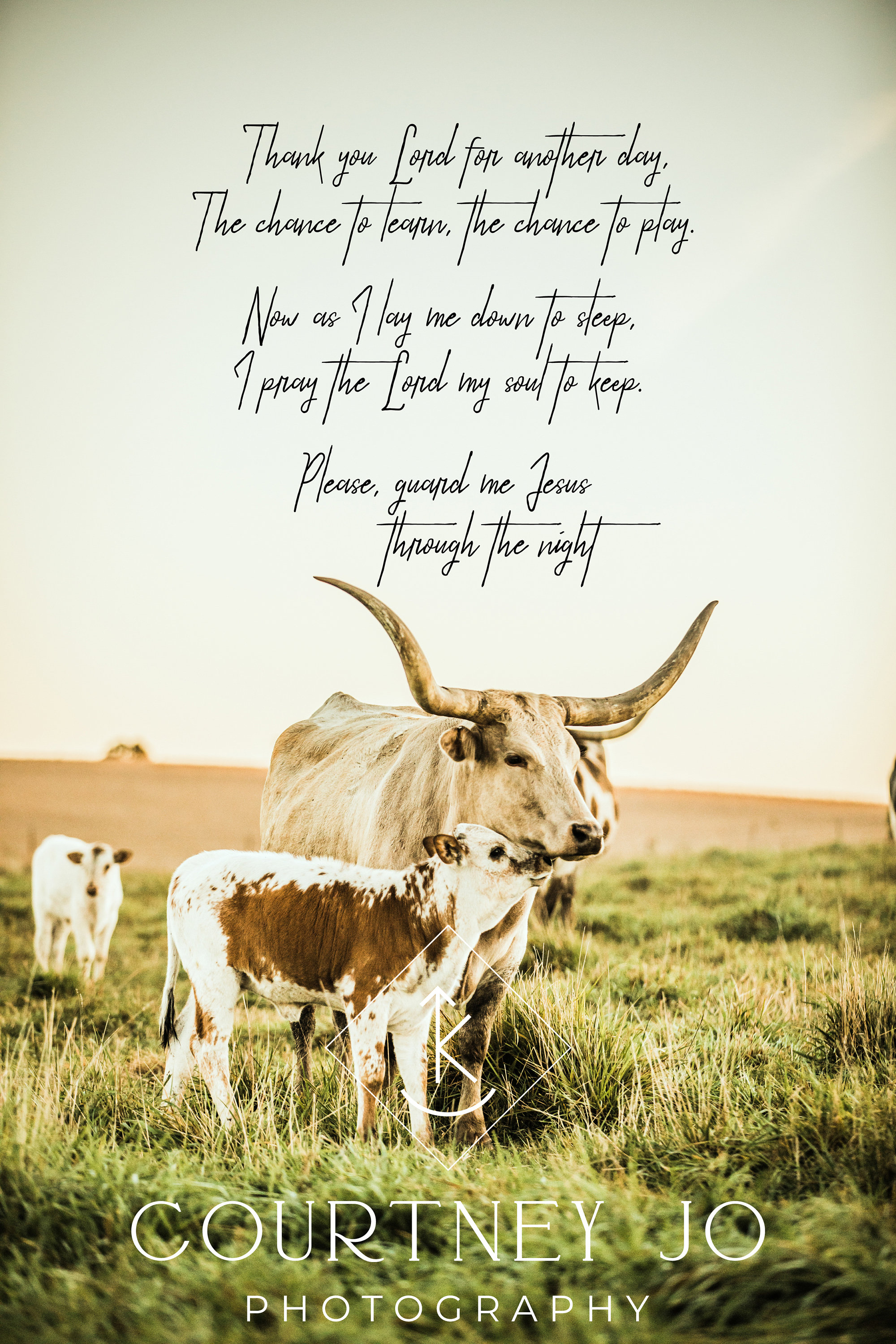 Texas Longhorn Quotes Texas Longhorn Cattle Management Tips