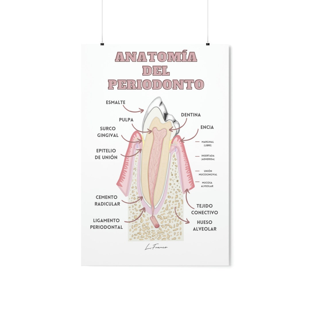 Periodonto Humano Anatomia Del Periodonto Arte Para Consultorios Y ...