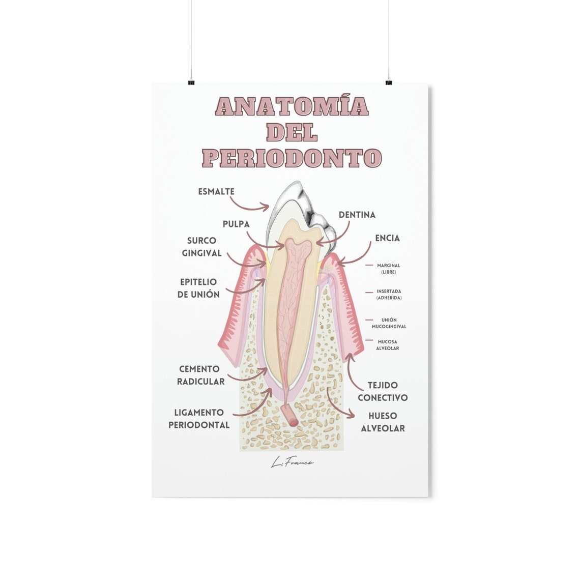 Periodonto Humano Anatomia Del Periodonto Arte Para Consultorios Y ...