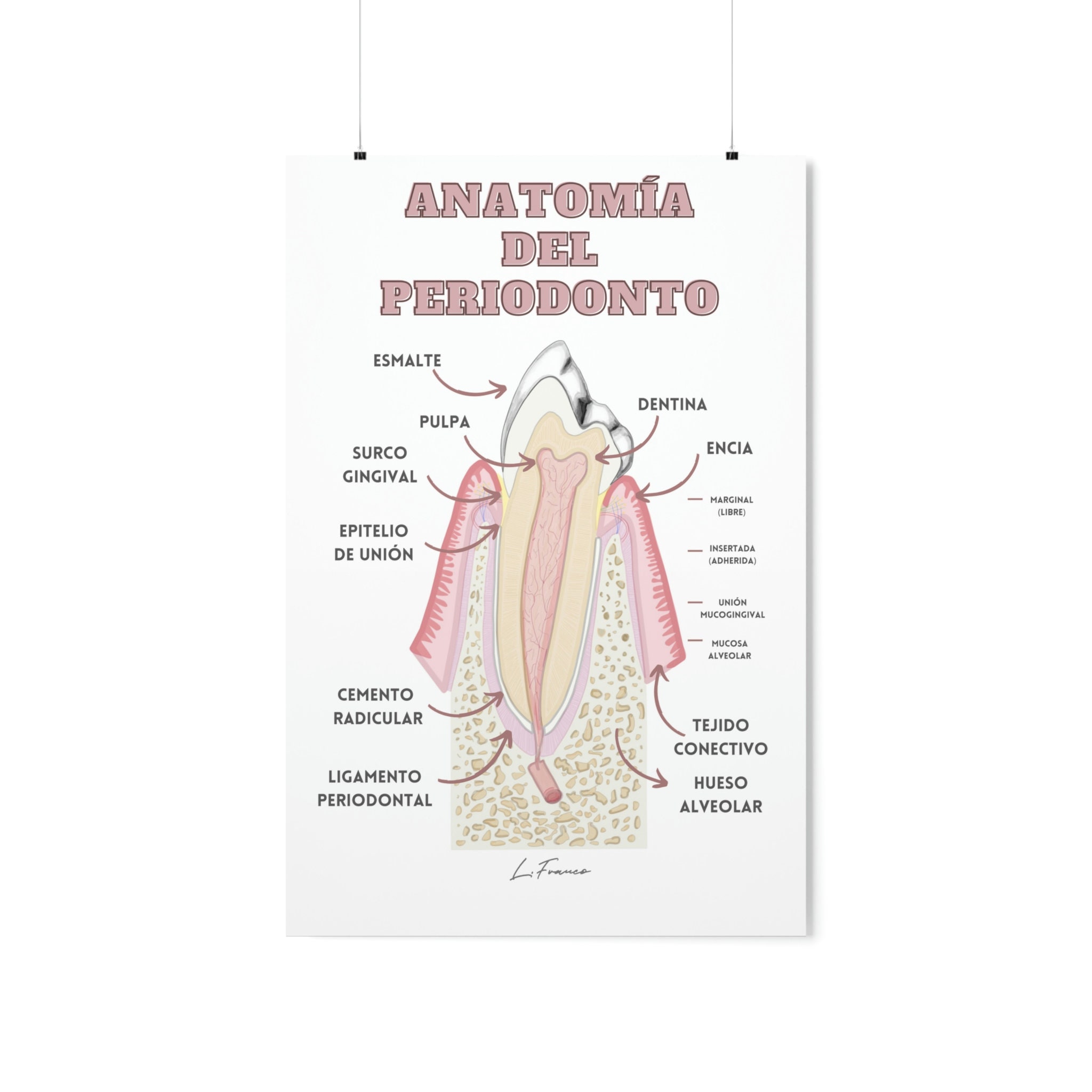 Periodonto humano Anatomia del periodonto Arte para consultorios y ...