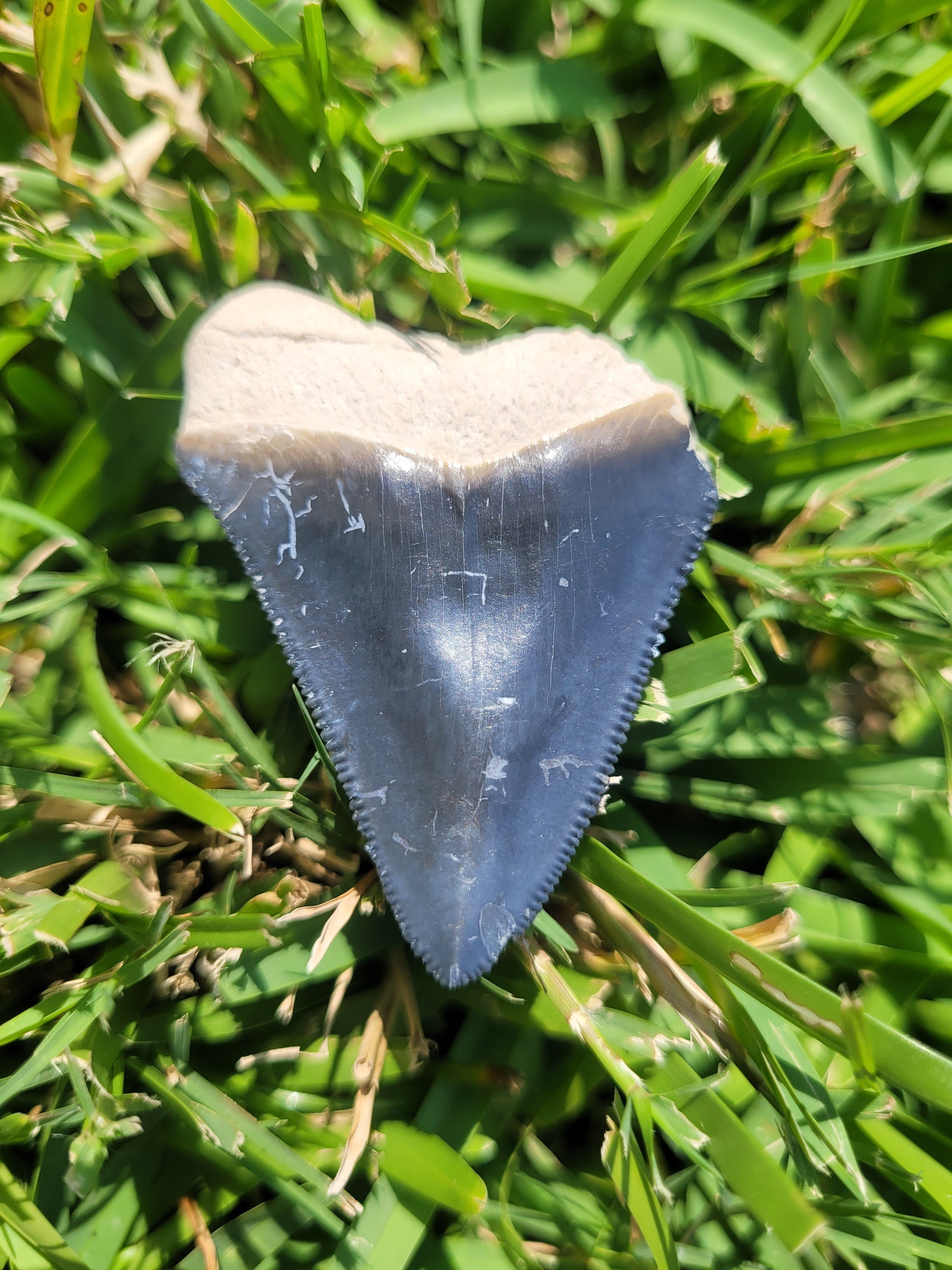1.93 Bone Valley Megalodon Tooth - Etsy
