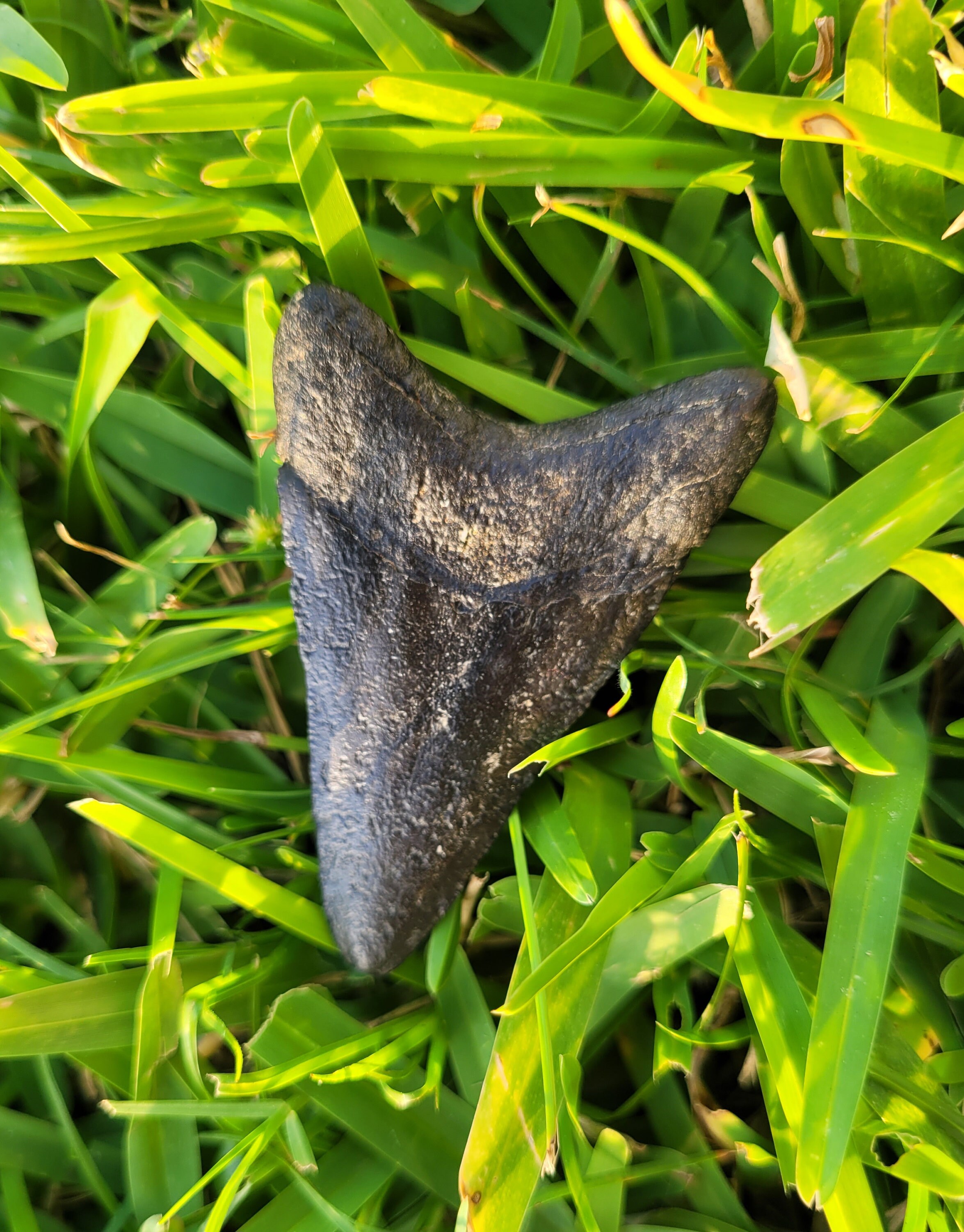 2.38" Venice Florida Megalodon Tooth - Etsy
