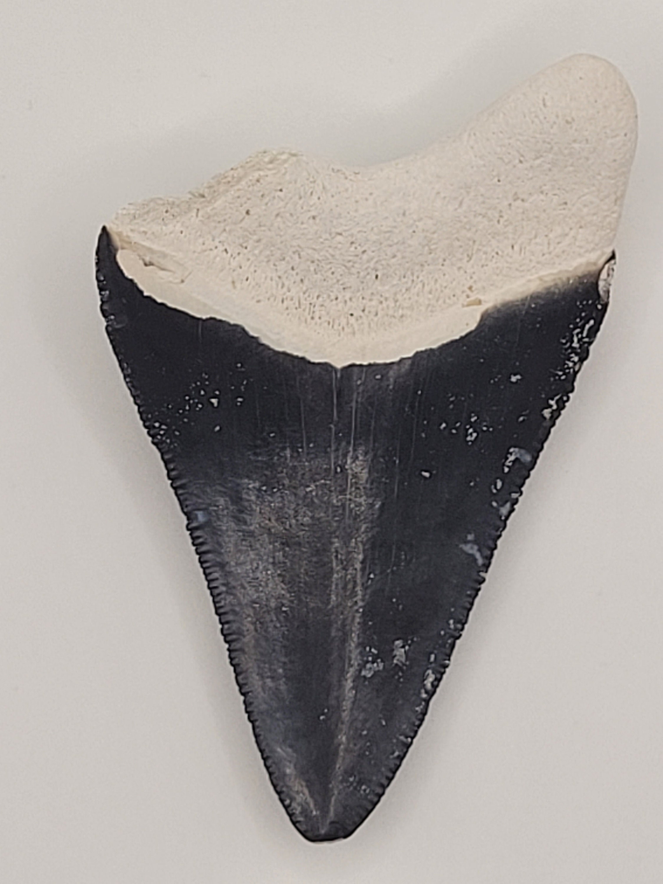 2.54 Bone Valley Megalodon Tooth - Etsy