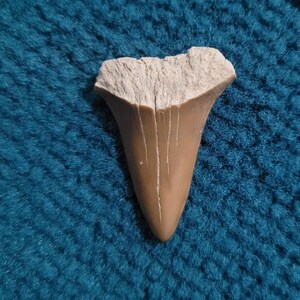 1.39" Bone Valley Mako Tooth - Etsy