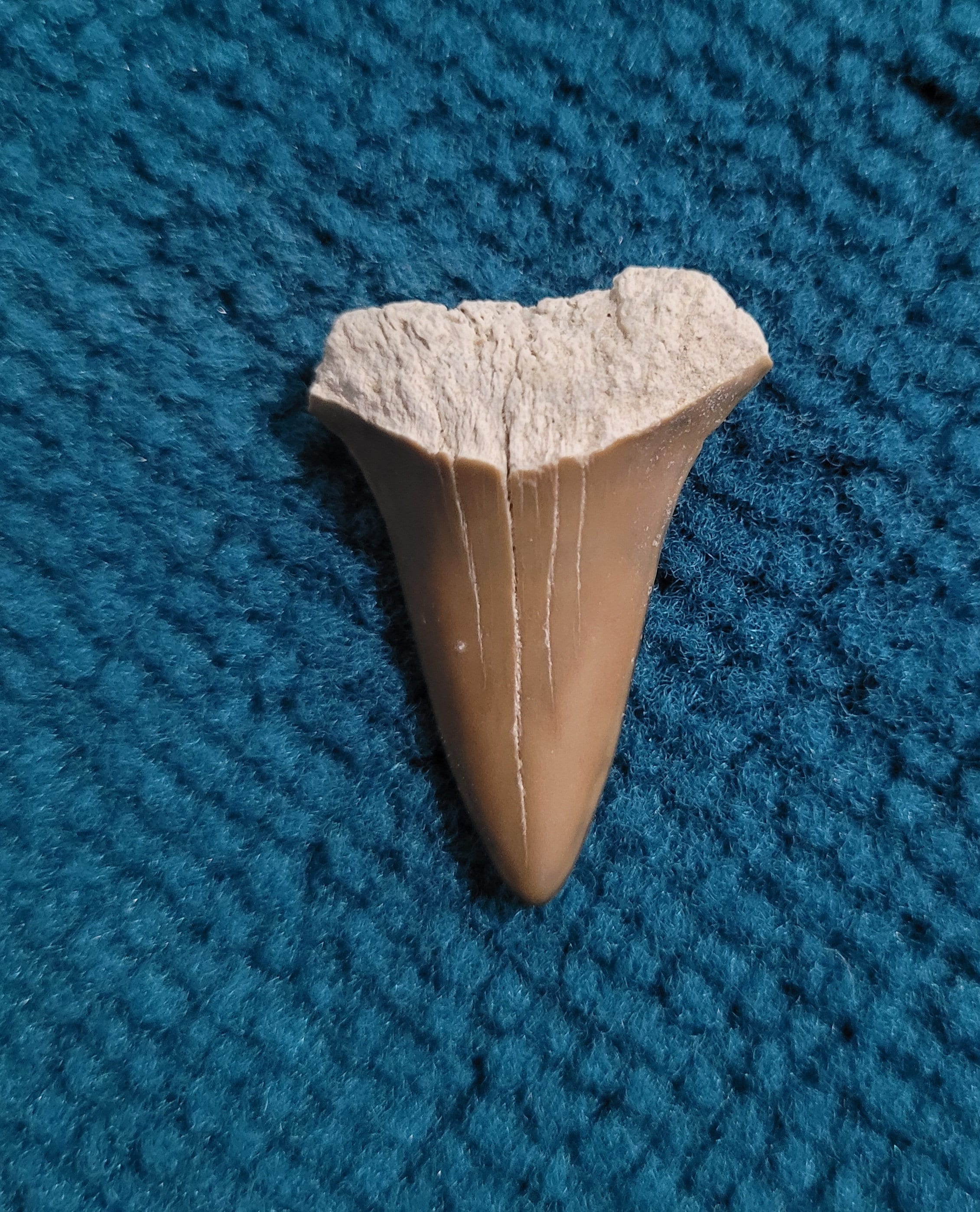 1.39 Bone Valley Mako Tooth - Etsy