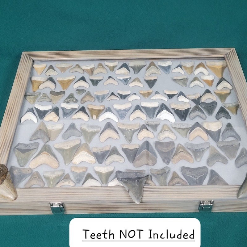 Shark Tooth Display - Etsy