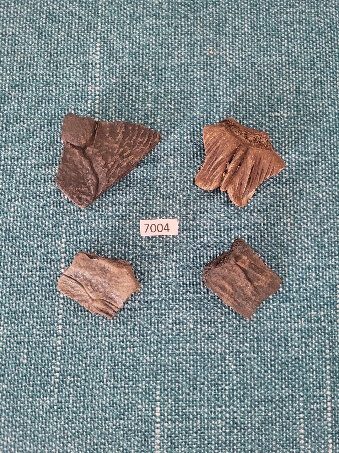 Turtle Shell Pack - Etsy