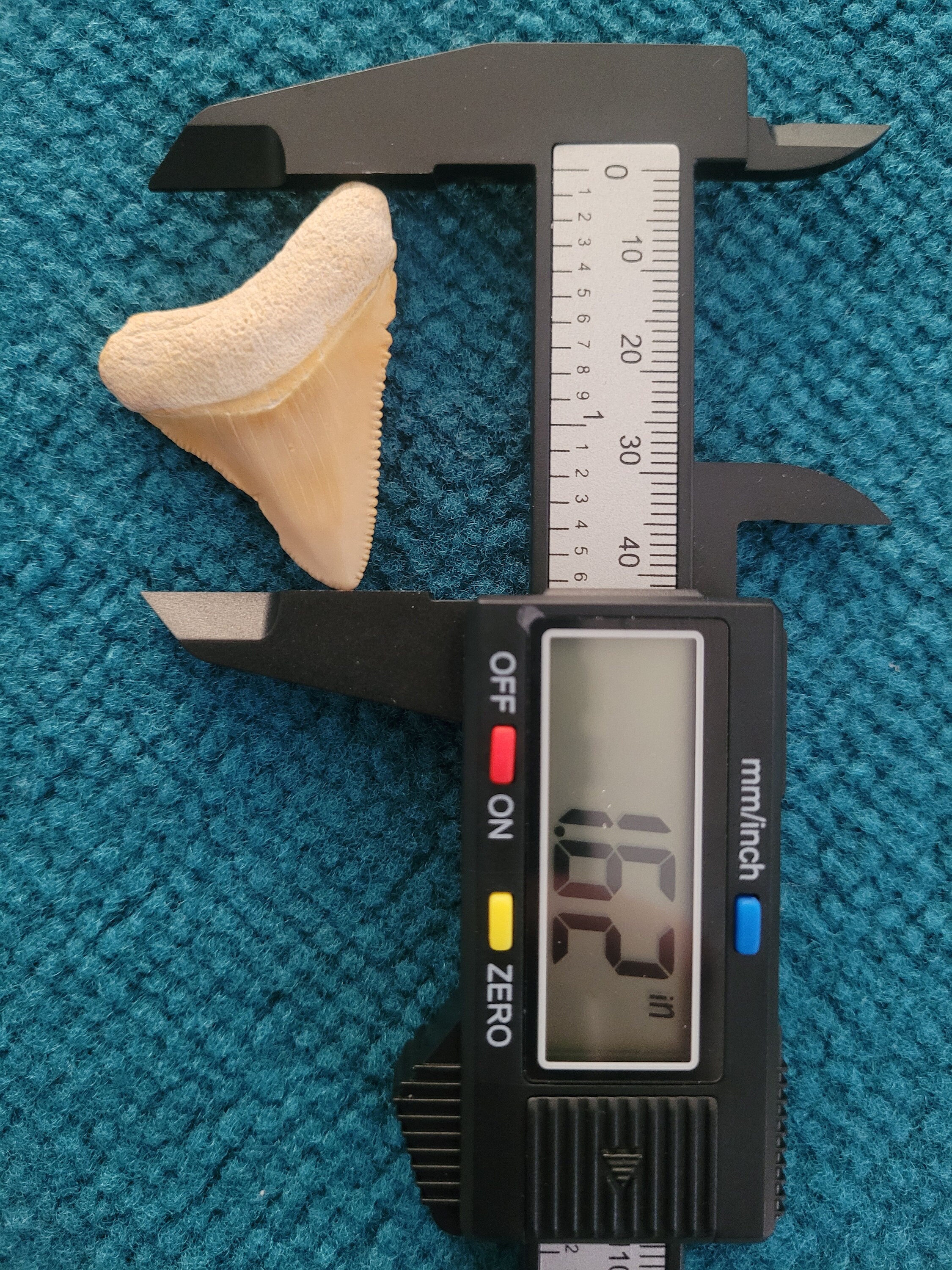 1.62 Bone Valley Megalodon Tooth - Etsy