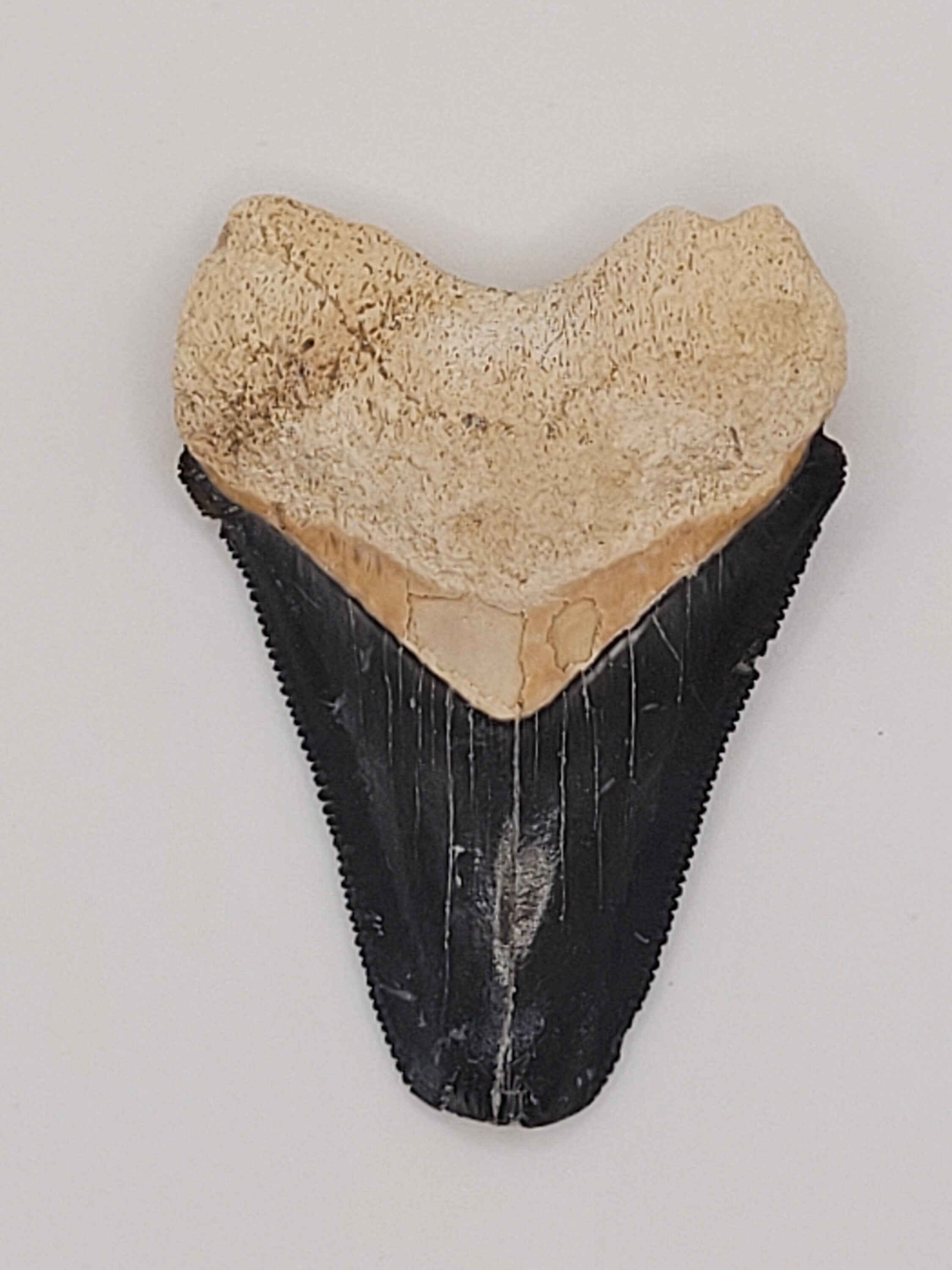 1.94 Bone Valley Megalodon Tooth - Etsy