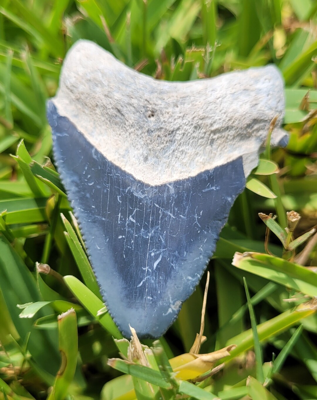 1.87" Bone Valley Megalodon Tooth - Etsy