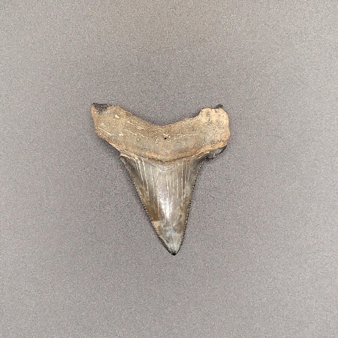 2.19" North Carolina Angustiden Tooth - Etsy