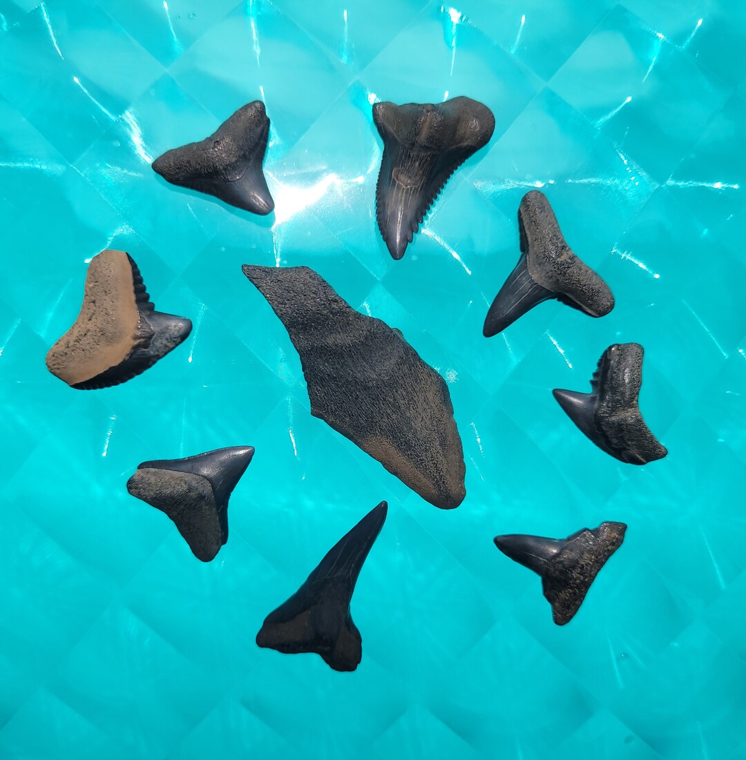 Peace River Shark Tooth Multi Pack - Etsy