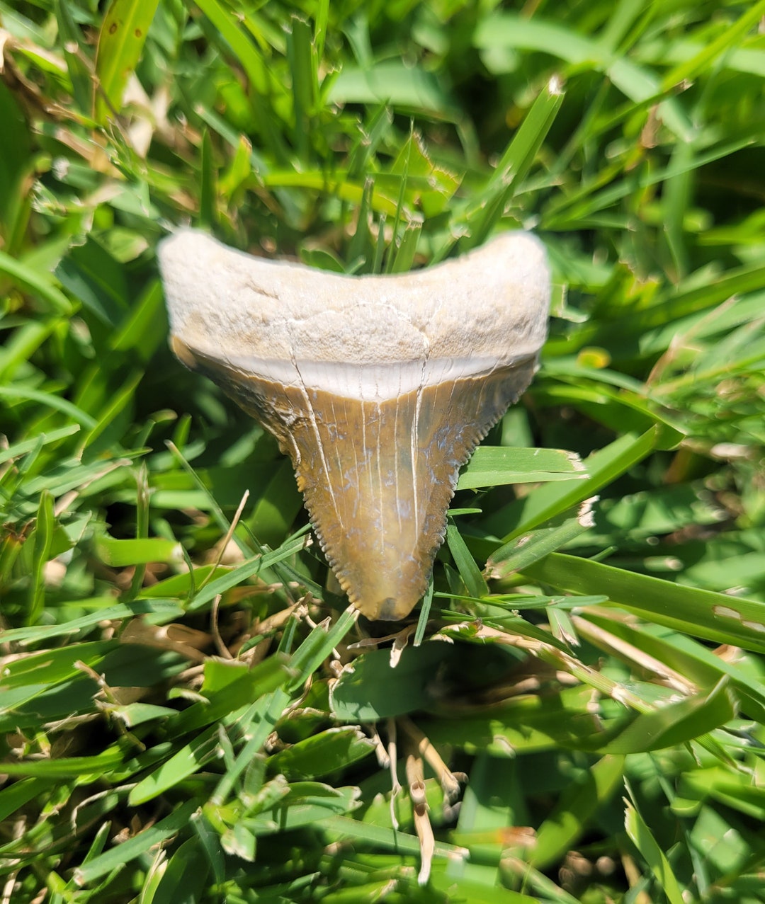 1.68" Bone Valley Megalodon Tooth - Etsy