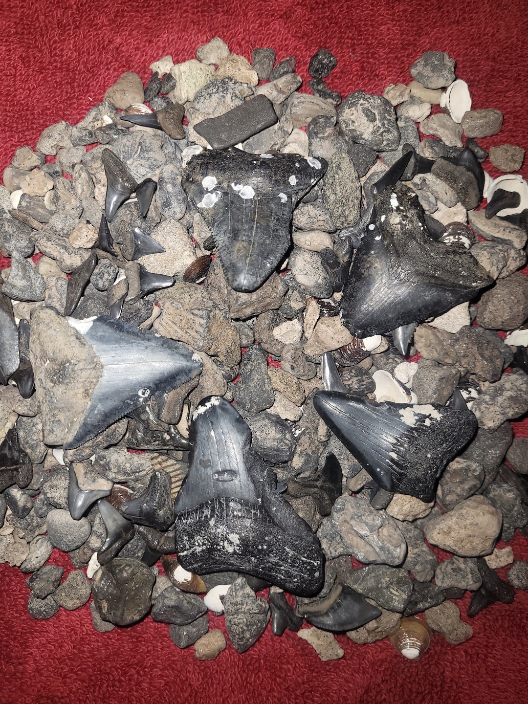 FL Megalodon Gravel Pack - Etsy