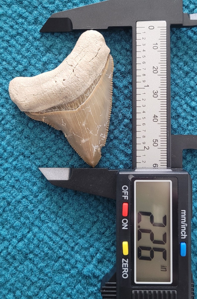 Bone Valley Megalodon Tooth - Etsy