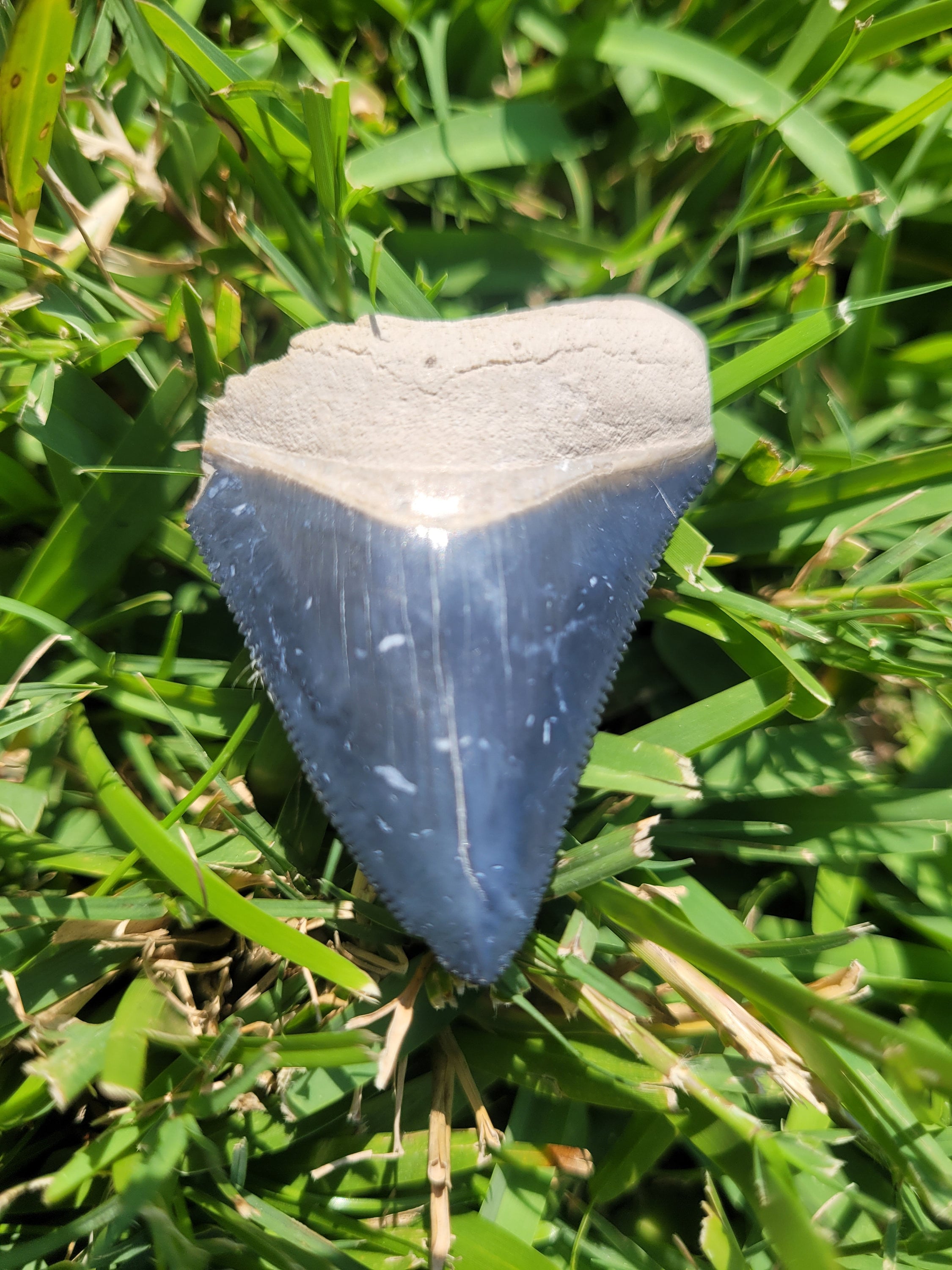 1.93 Bone Valley Megalodon Tooth - Etsy