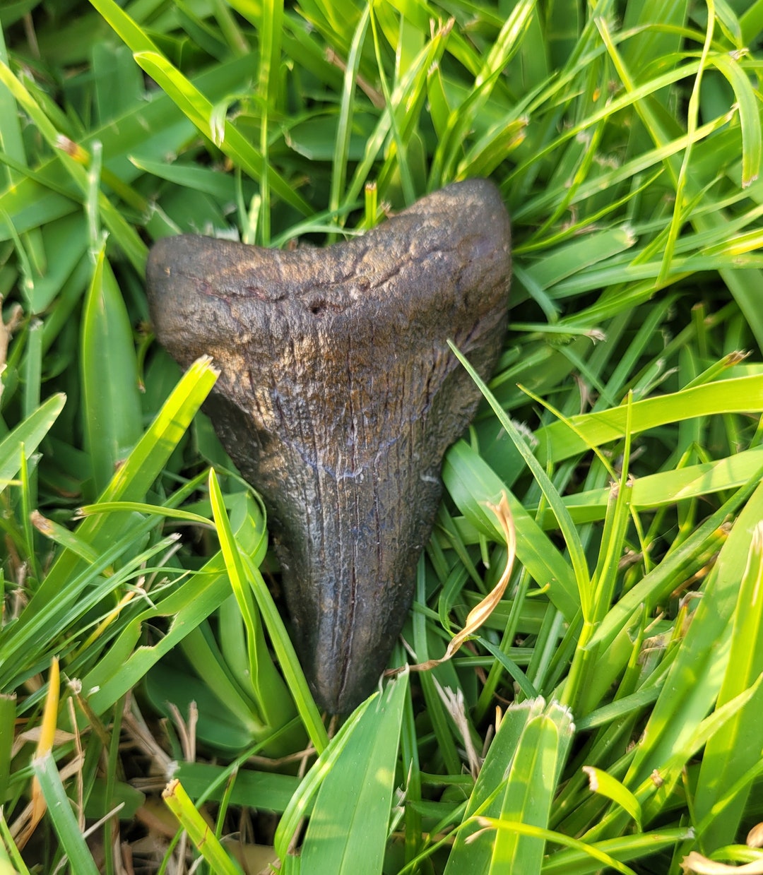 2.58 Venice Florida Megalodon Tooth - Etsy