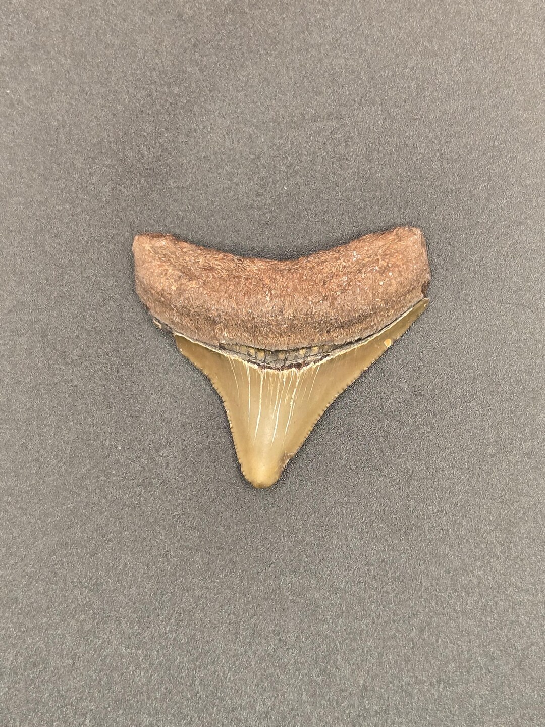 1.85" Posterior Bone Valley Megalodon Tooth - Etsy