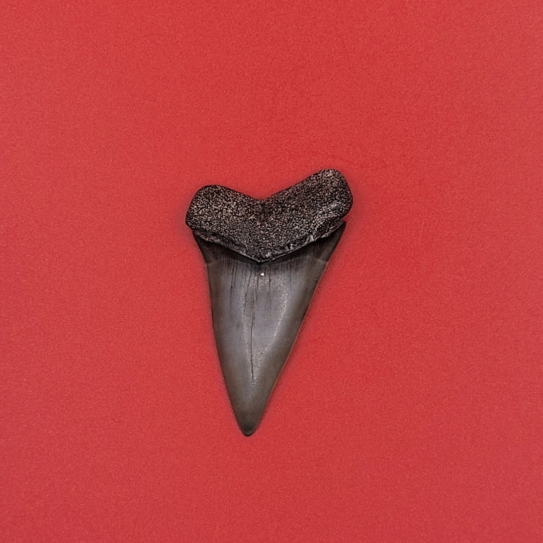 1.94" Bone Valley Mako Tooth - Etsy
