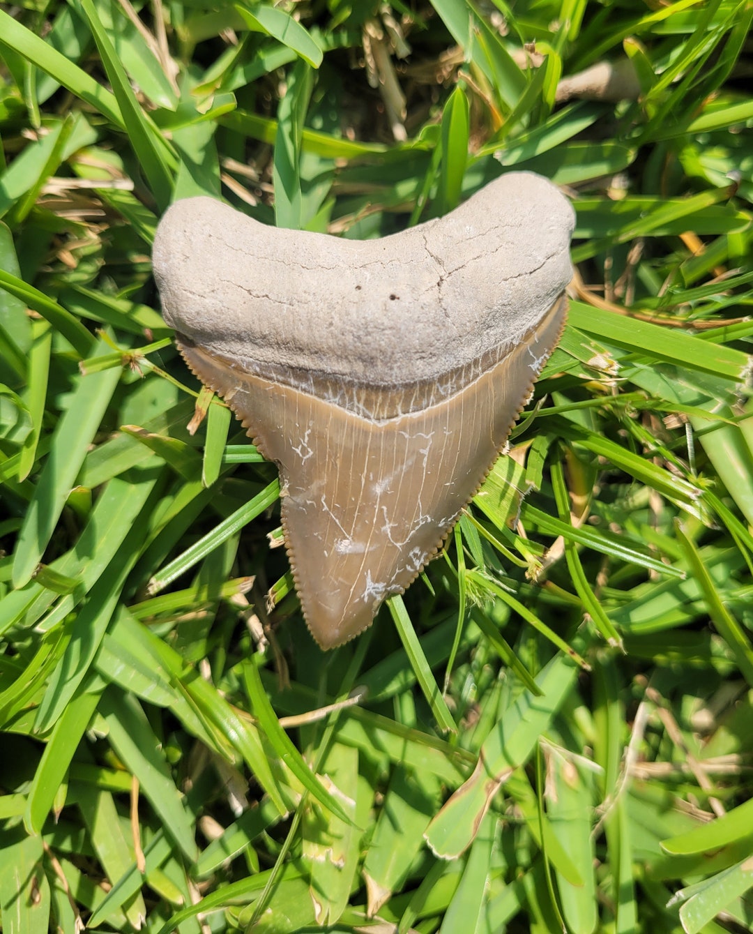 Bone Valley Megalodon Tooth - Etsy