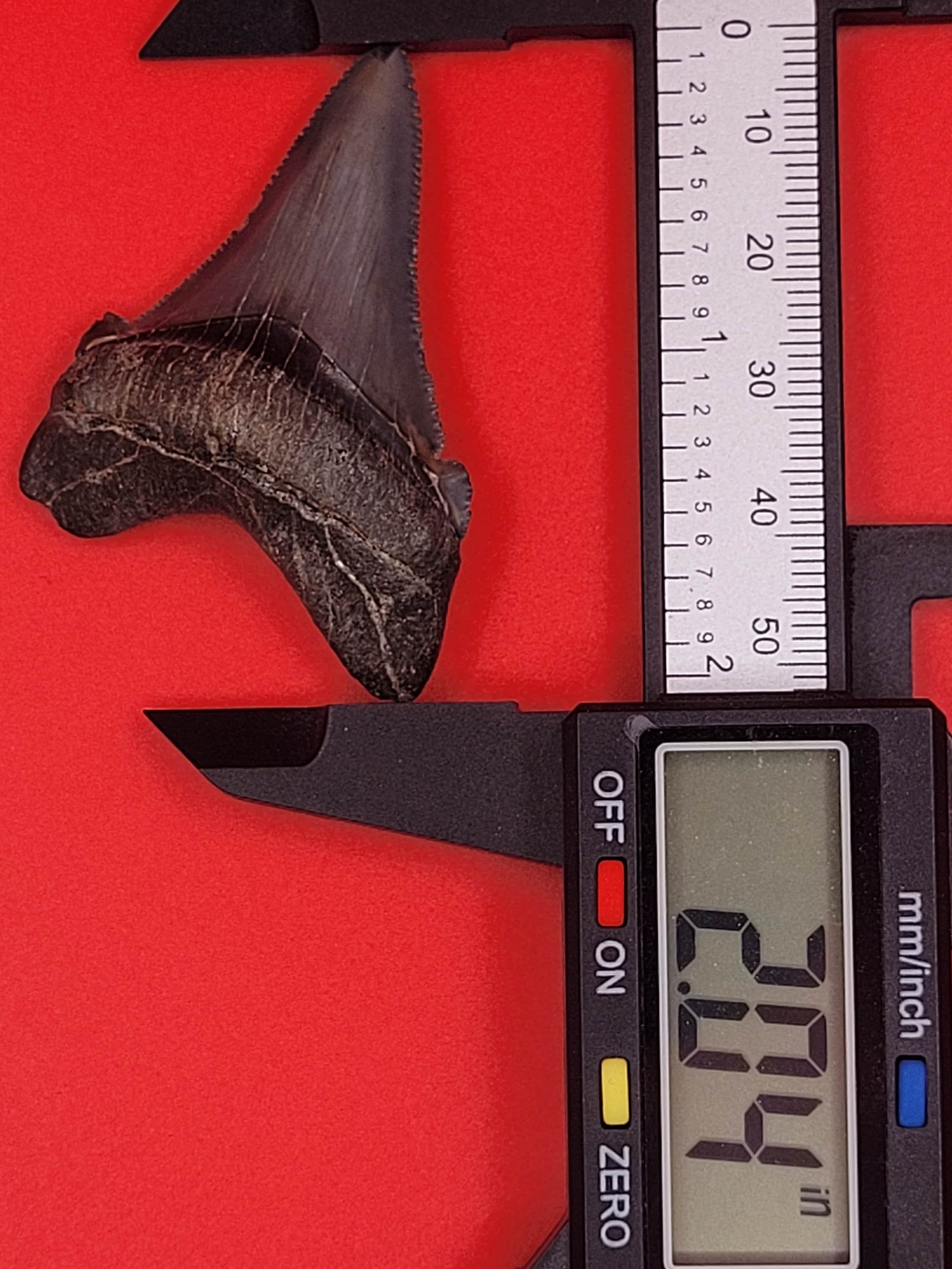 2.04" Chubutensis "megalodon" Tooth - Etsy