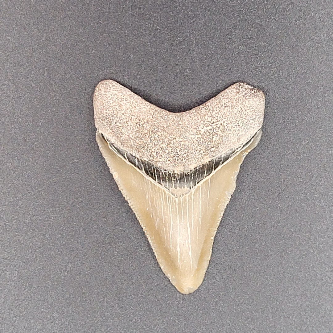 2.07 Bone Valley Megalodon Tooth - Etsy