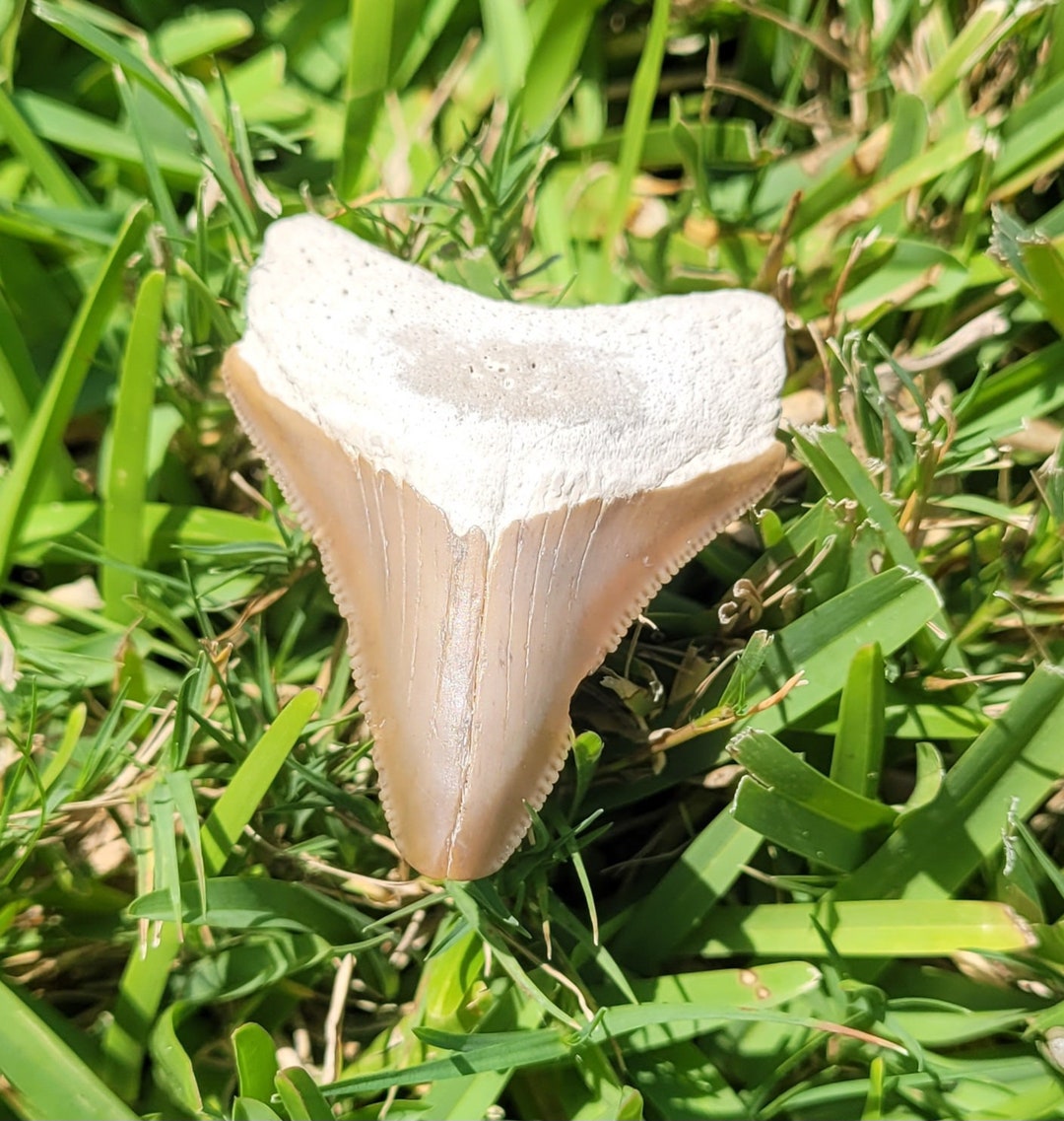 1.78" Bone Valley Megalodon Tooth - Etsy