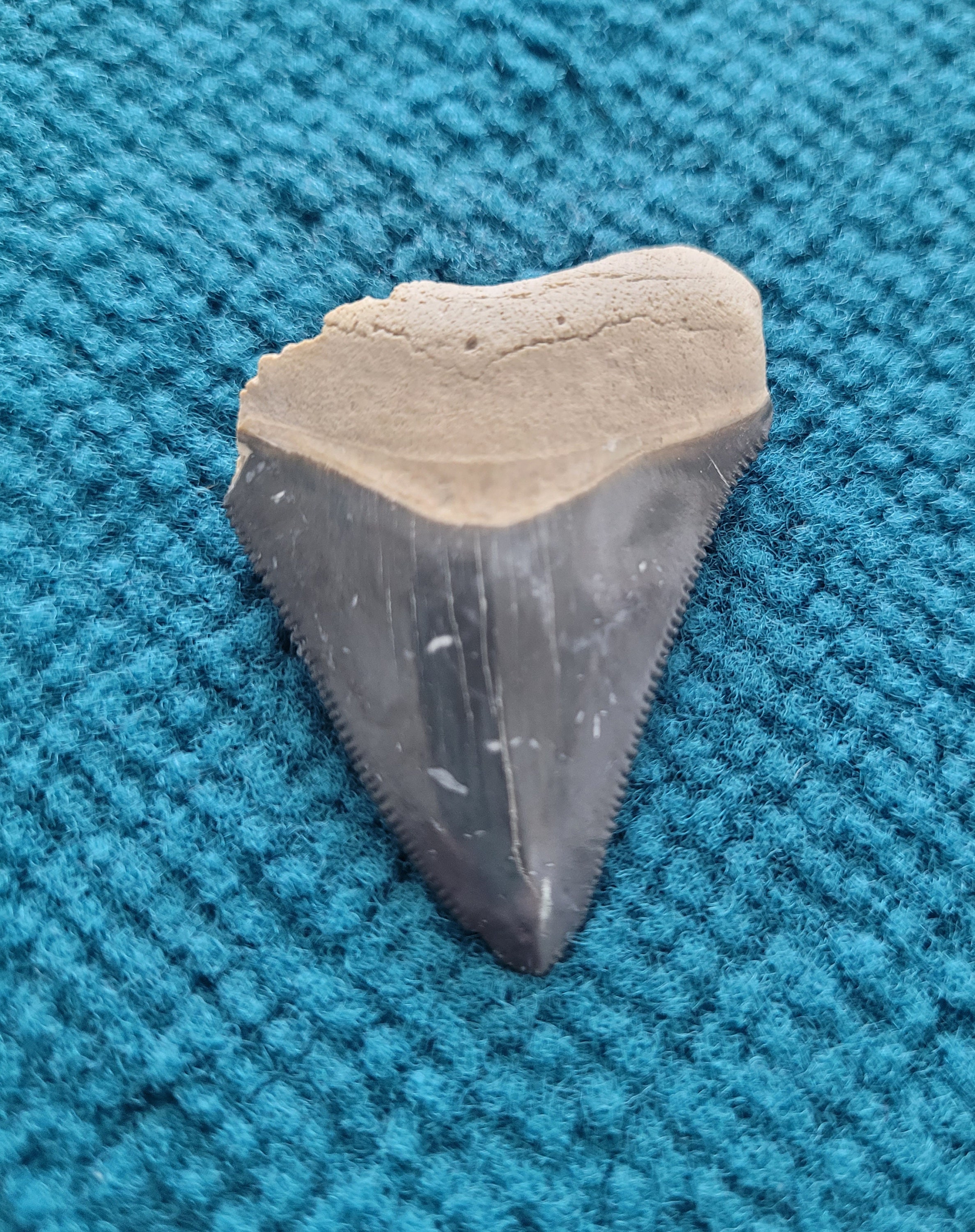 1.93 Bone Valley Megalodon Tooth - Etsy