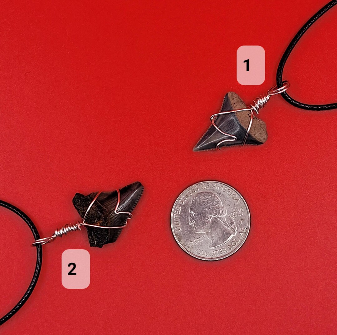 Great White Shark Tooth Necklace - Etsy
