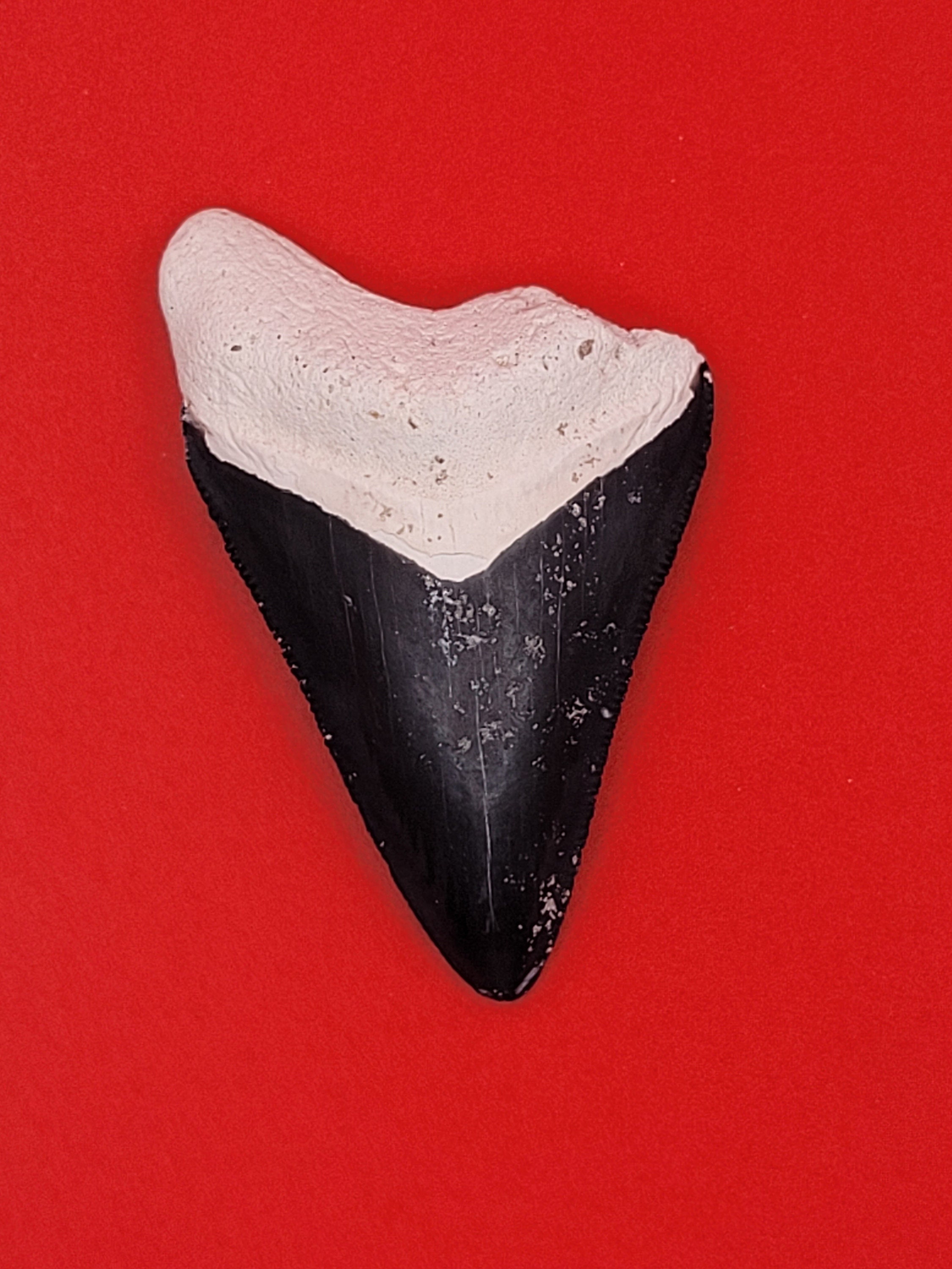 2.54 Bone Valley Megalodon Tooth - Etsy