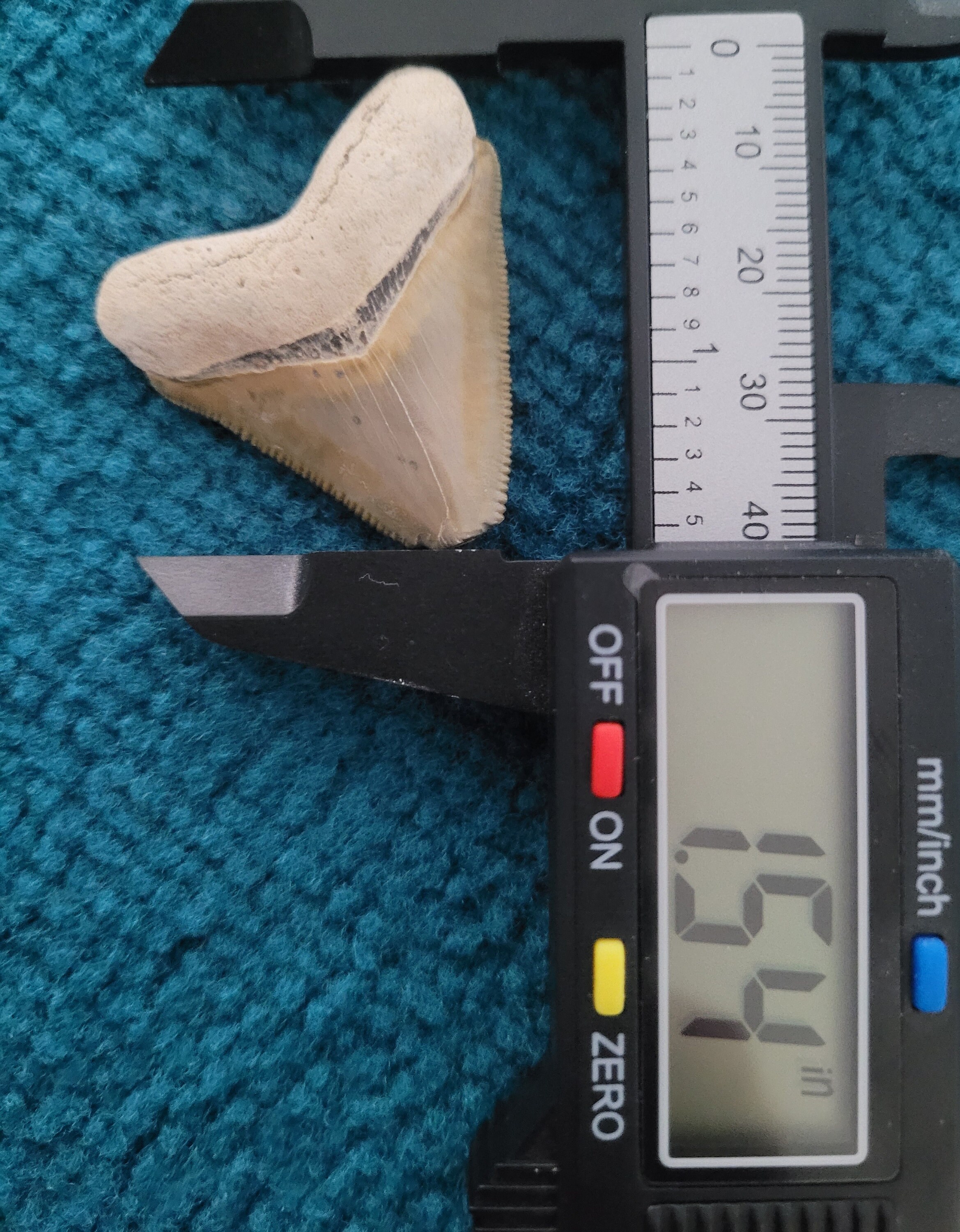 1.54 Bone Valley Megalodon Tooth - Etsy