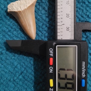 1.39" Bone Valley Mako Tooth - Etsy