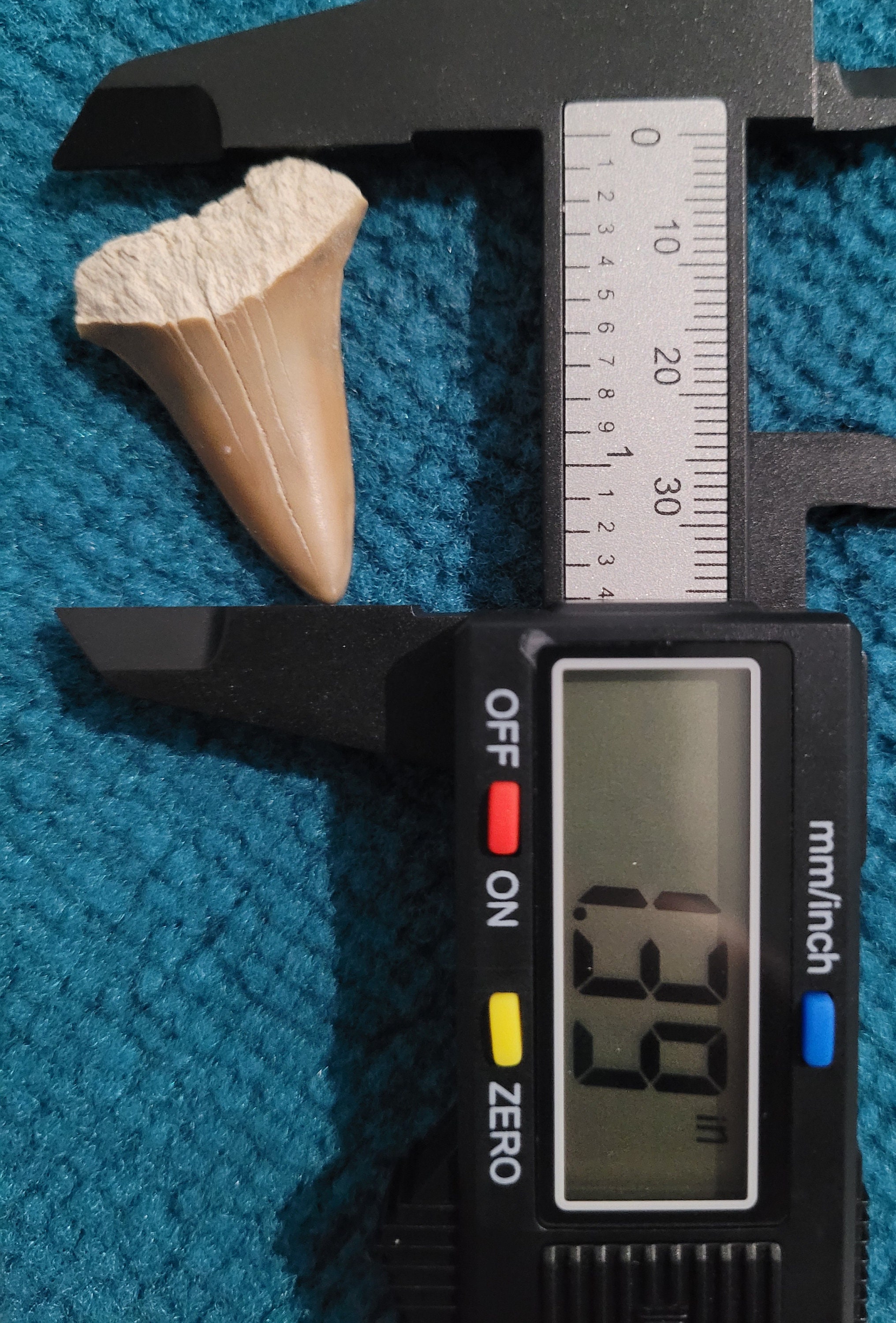 1.39 Bone Valley Mako Tooth - Etsy