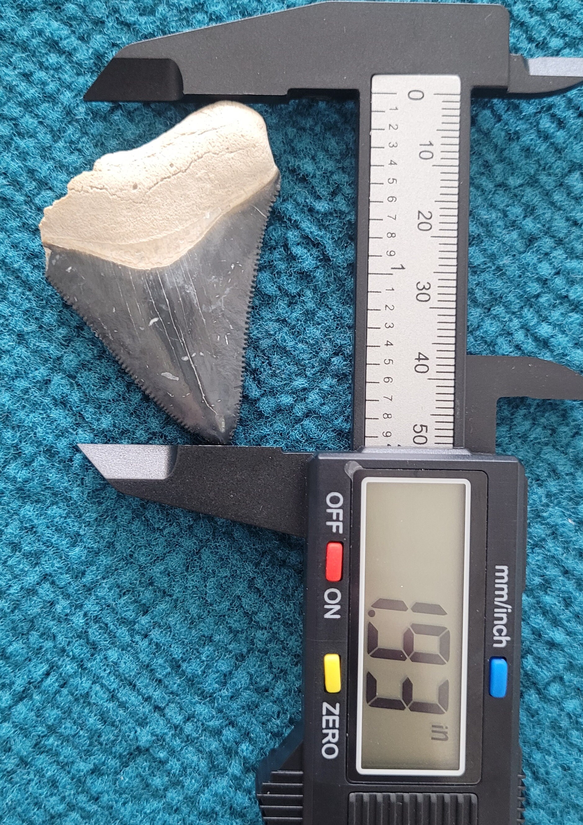 1.93 Bone Valley Megalodon Tooth - Etsy