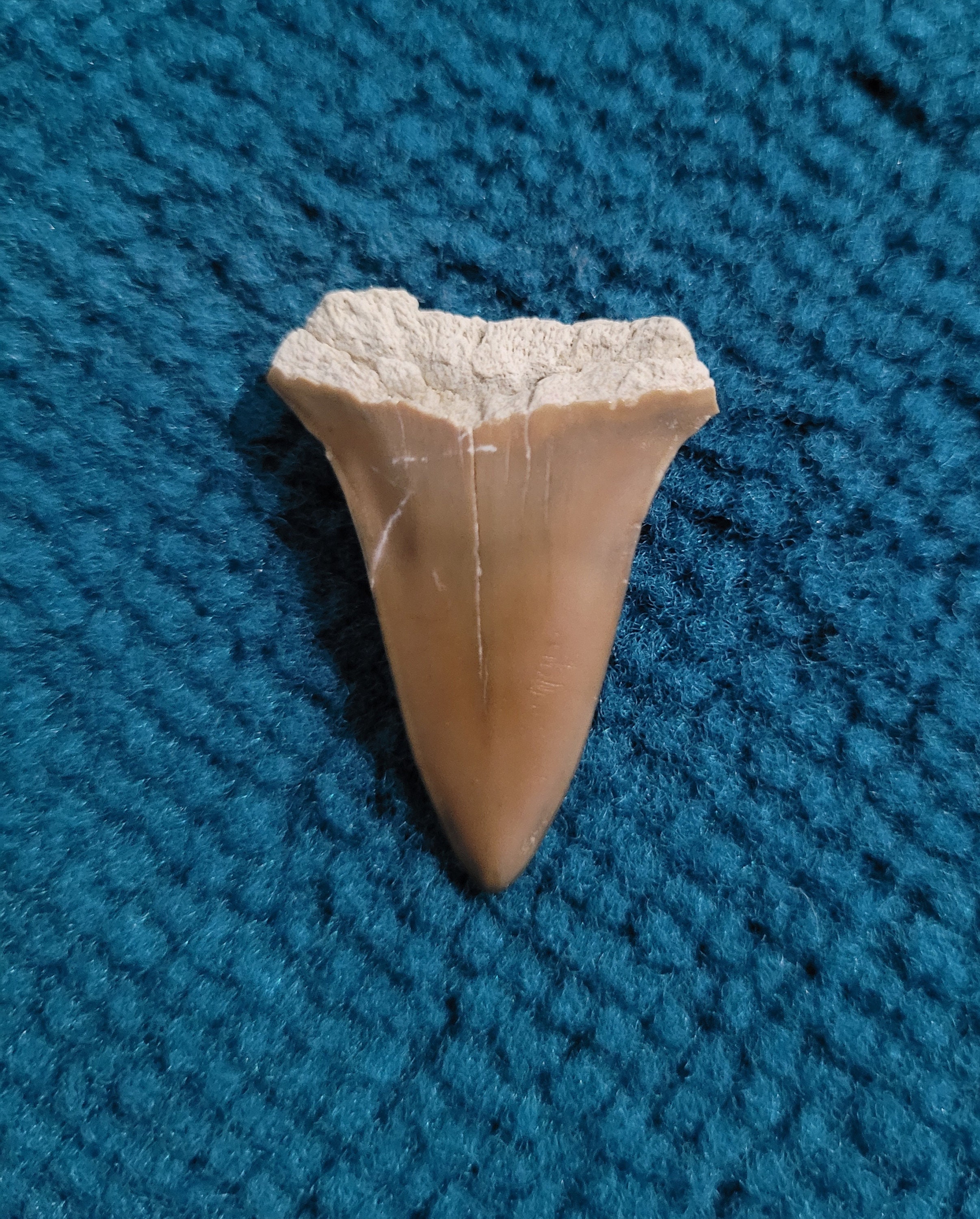1.39" Bone Valley Mako Tooth - Etsy