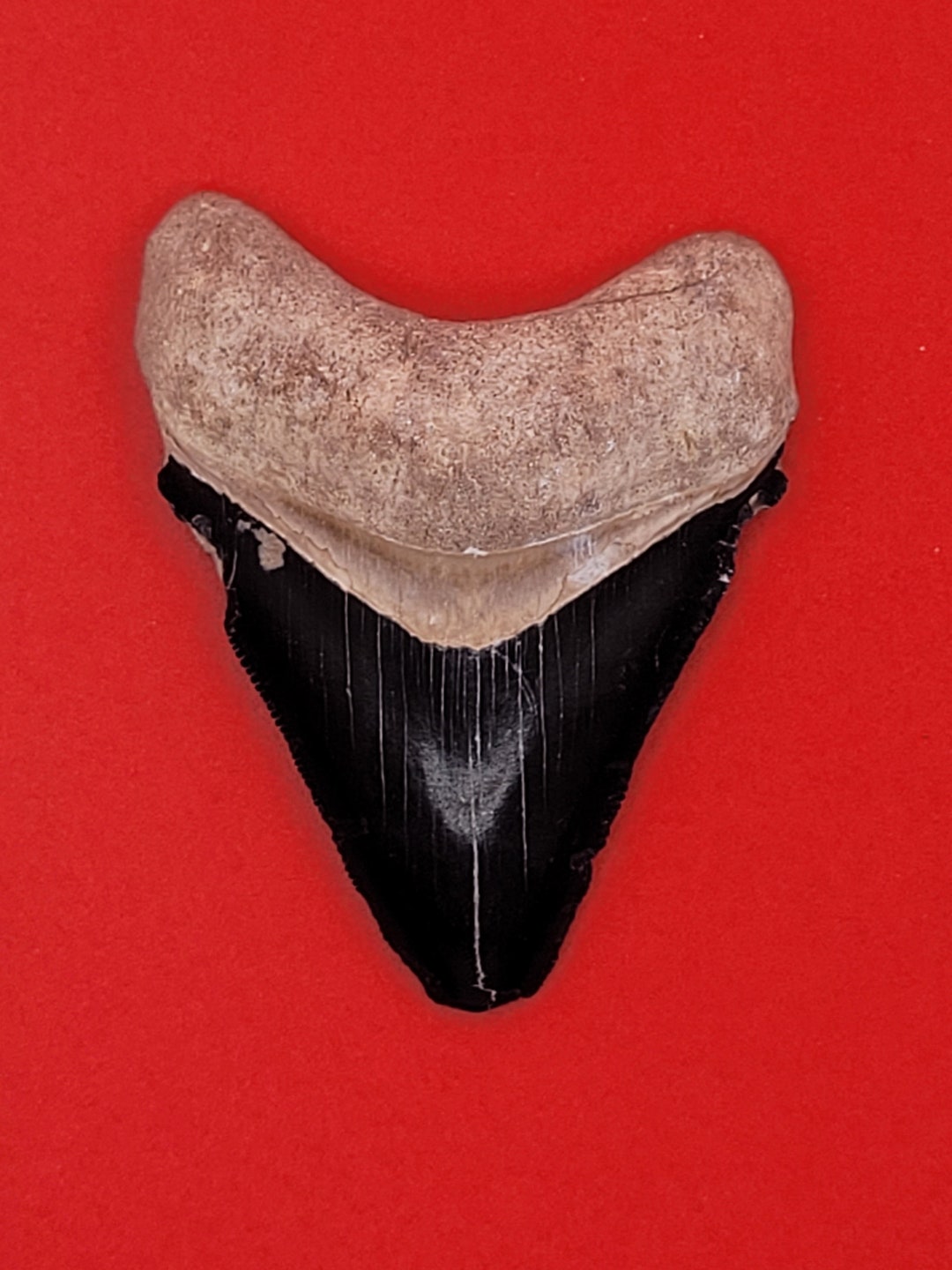 2.38 Bone Valley Megalodon Tooth - Etsy