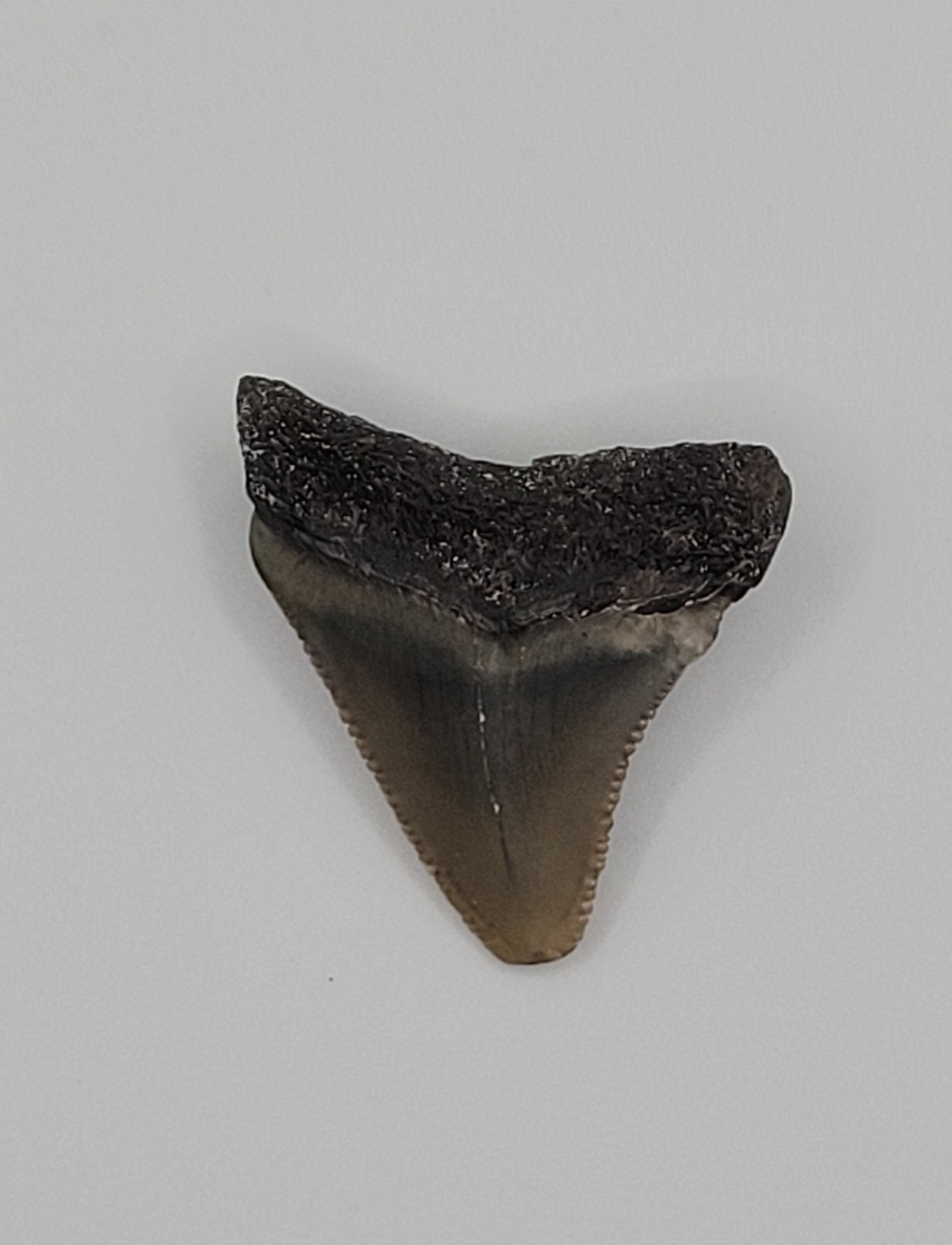 1.56 Bone Valley Megalodon Tooth - Etsy