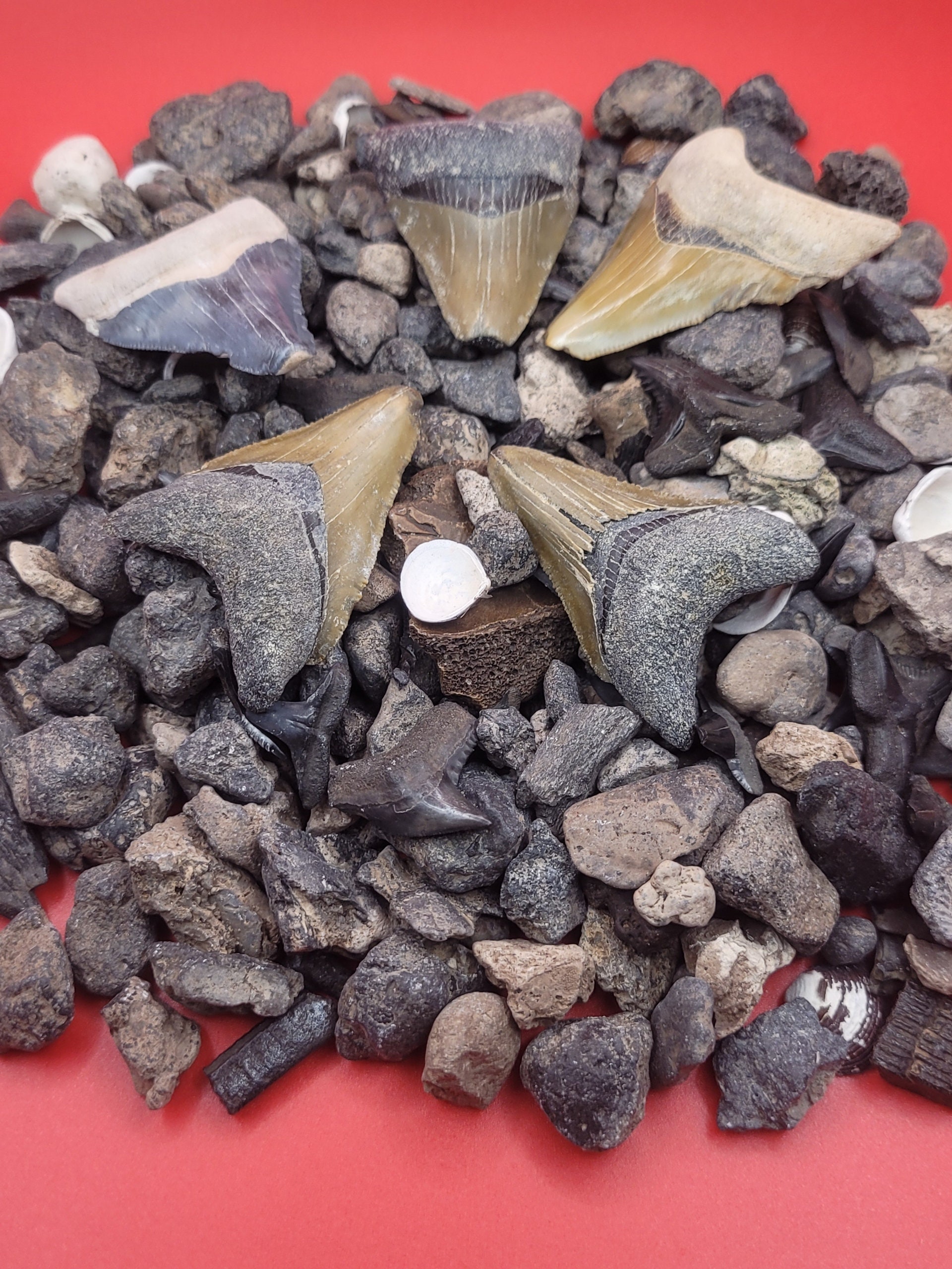 Ultra Megalodon Dig Kit - Etsy
